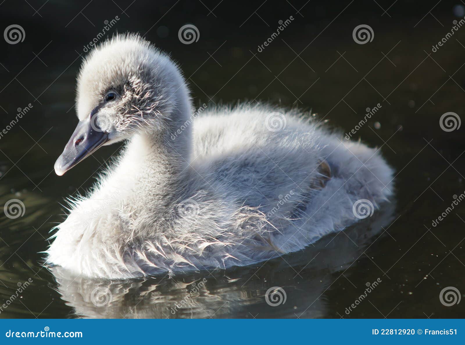 Cygnet stock photo. Image of reflection, baby, swan, beauty - 22812920