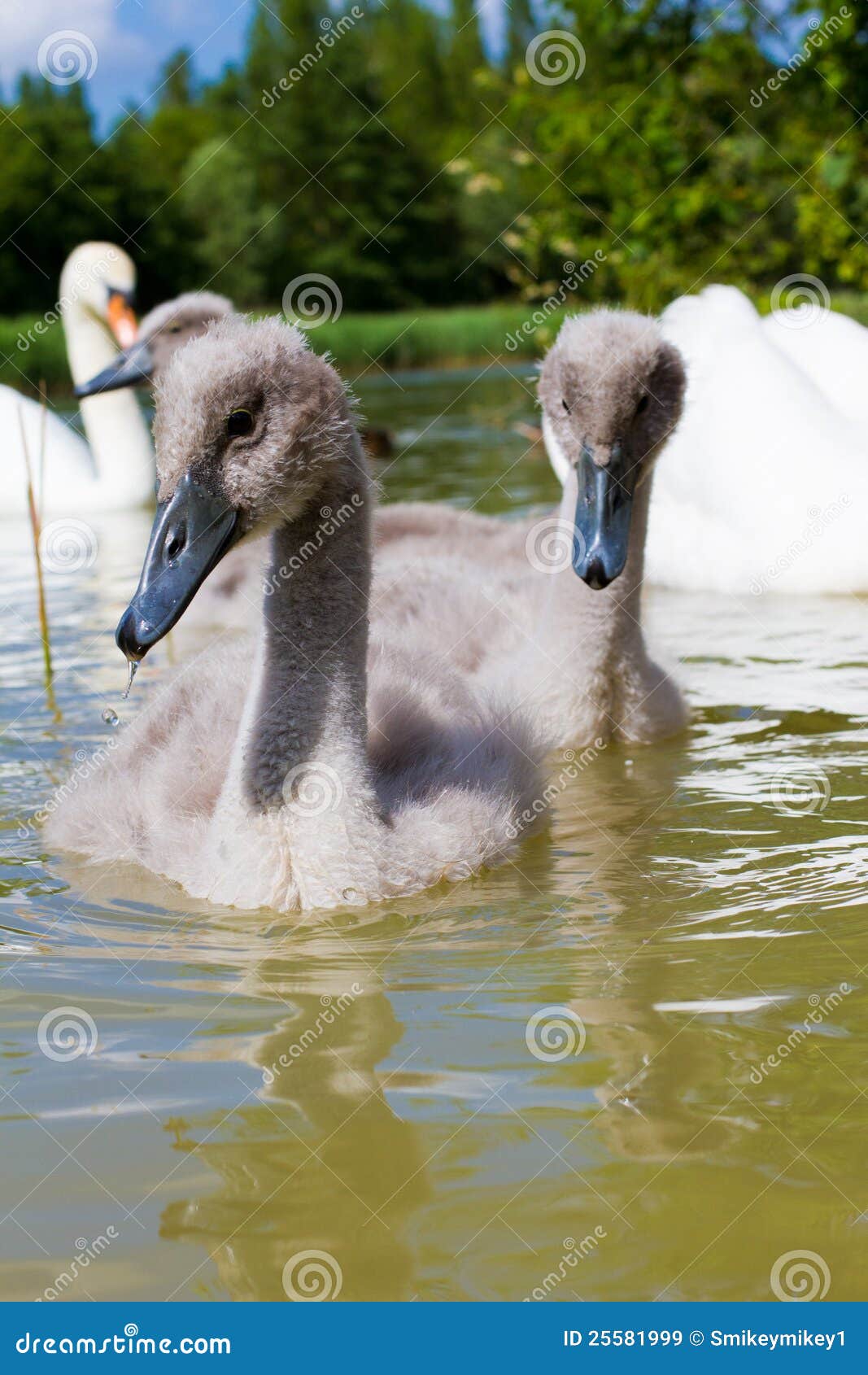 Cygnet stock image. Image of feathered, protecting, park - 25581999