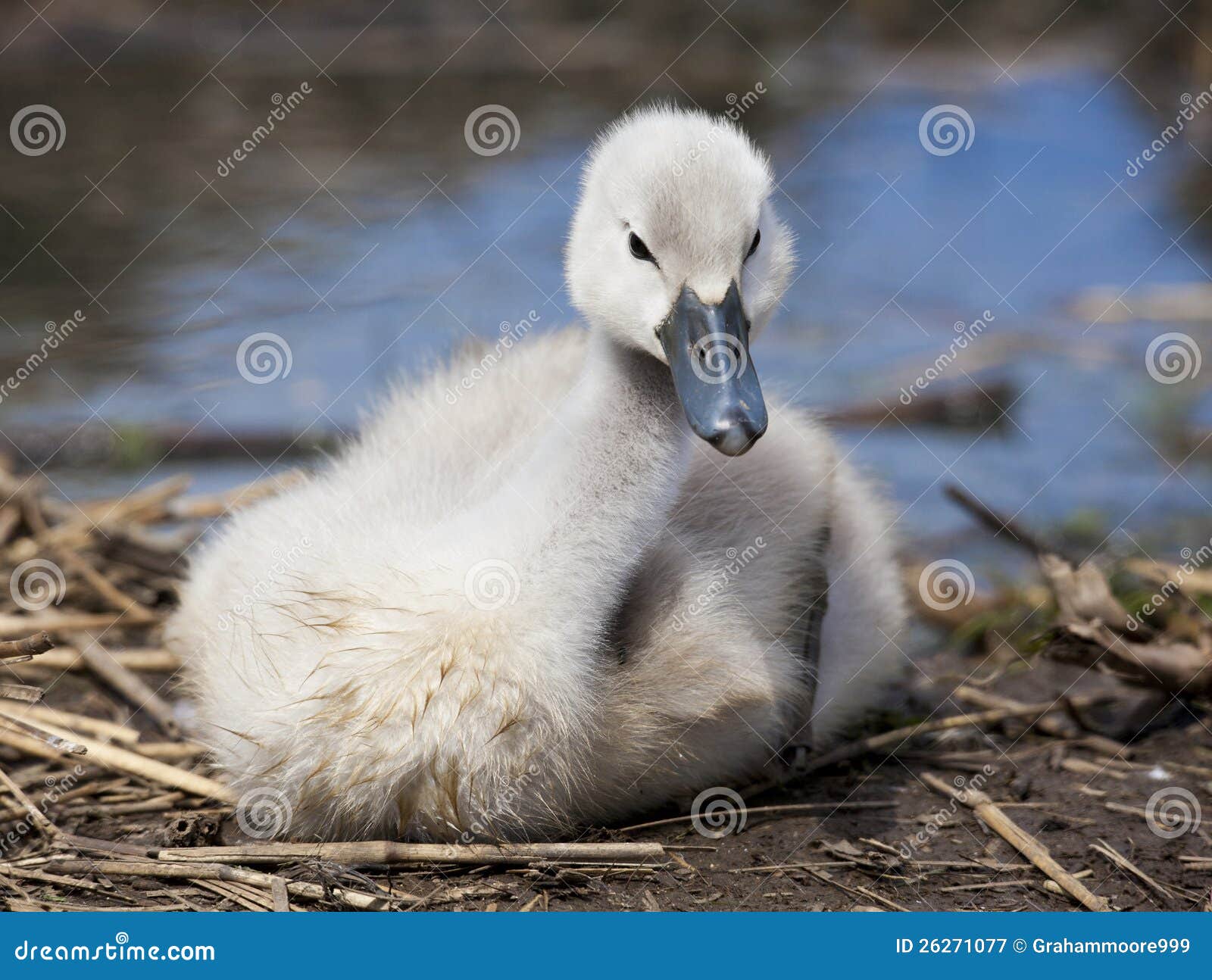 Cygnet stock image. Image of tranquil, swan, wild, feathers - 26271077