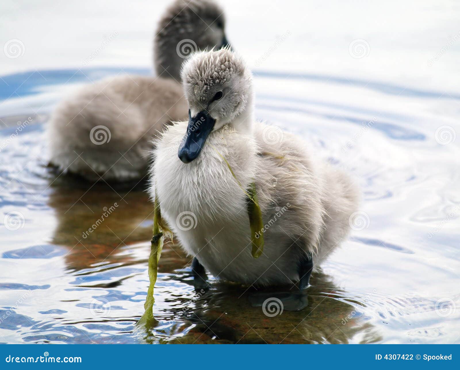 Cygnet stock photo. Image of fauna, coastal, seabird, cute - 4307422