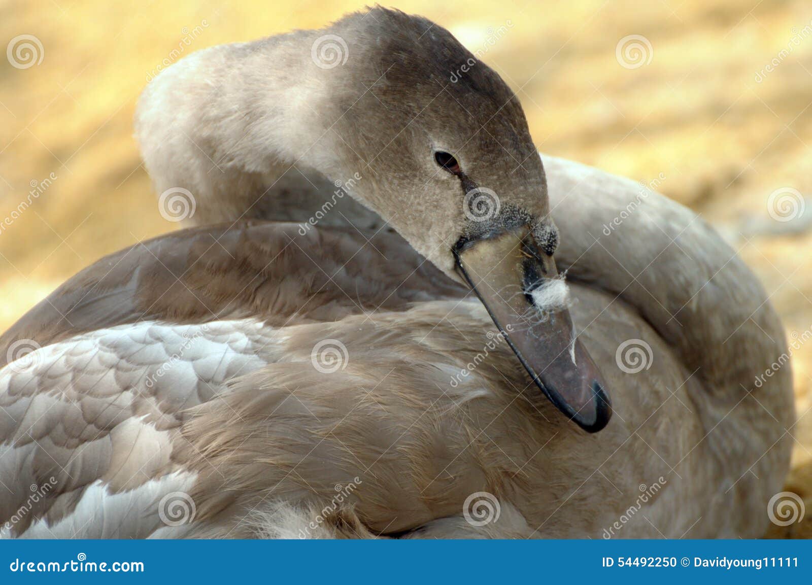 Cygnet at Abbotsbury Swannery Stock Photo - Image of bill, nature: 54492250