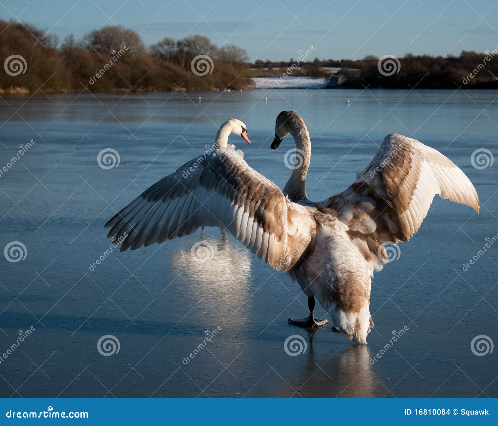 Cygnet Flapping Wings on Ice Stock Photo - Image of beauty, swan: 16810084