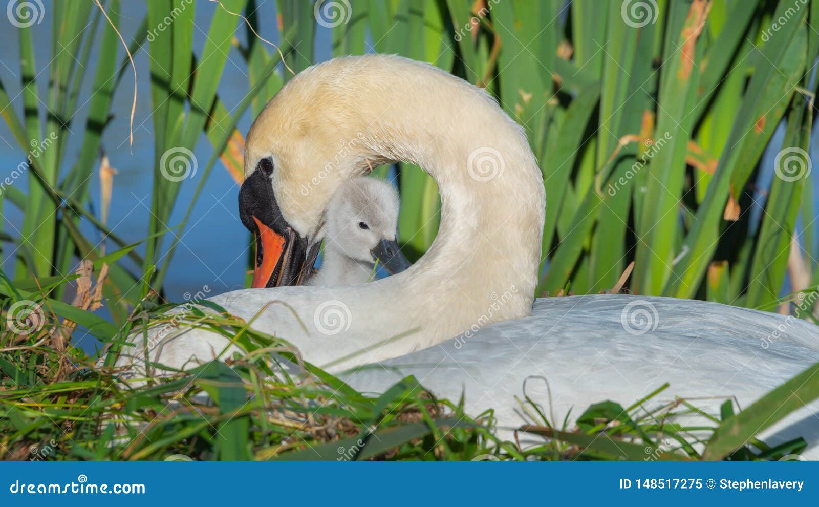 Cygnet and Mother stock image. Image of bird, baby, cygnus - 148517275