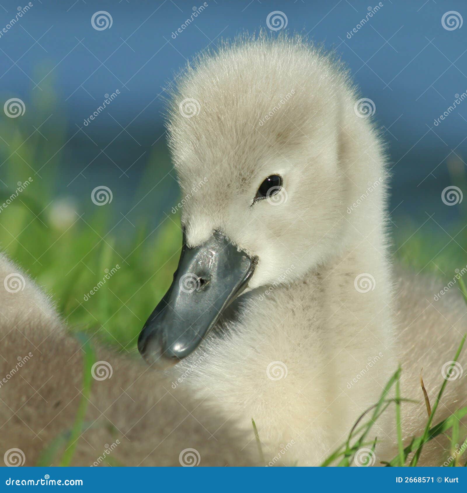 Cygnet portrait stock image. Image of portrait, head, innocence - 2668571