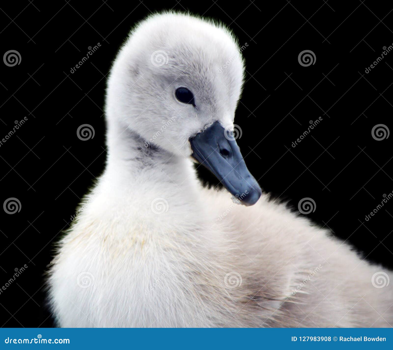 Cygnet portrait stock photo. Image of baby, wildlife - 127983908