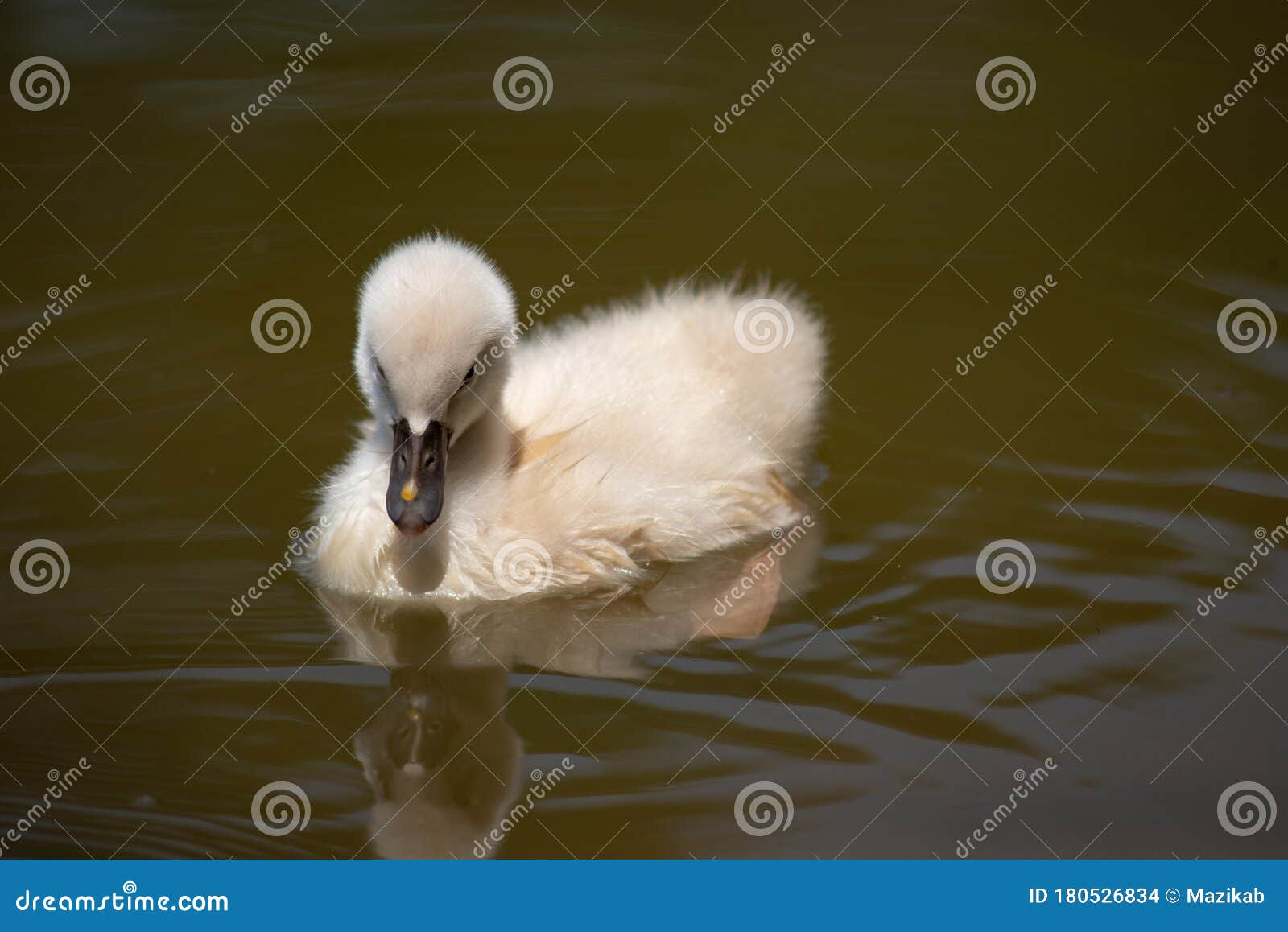 Cygnet stock photo. Image of cute, deep, animal, beak - 180526834