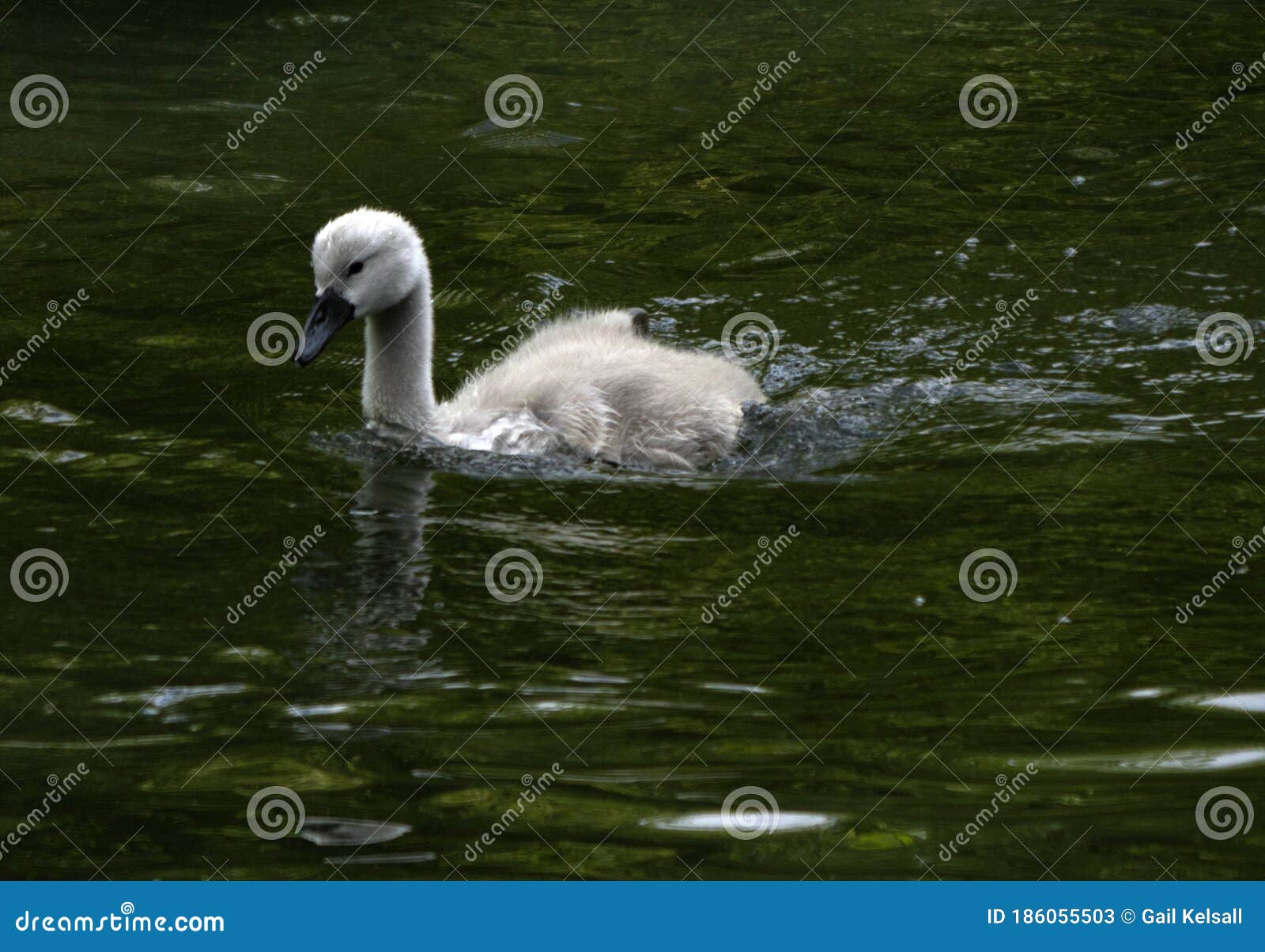 Cygnet on the River Stour stock image. Image of wildlife - 186055503
