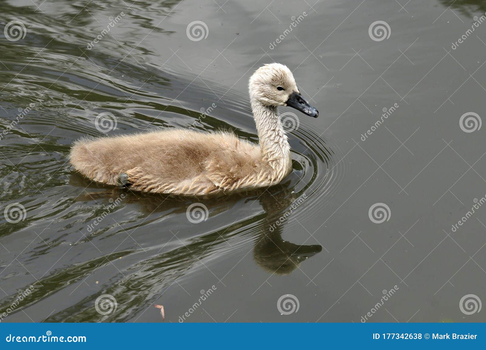 Cygnet on the River Stour Throop June Stock Photo - Image of river ...