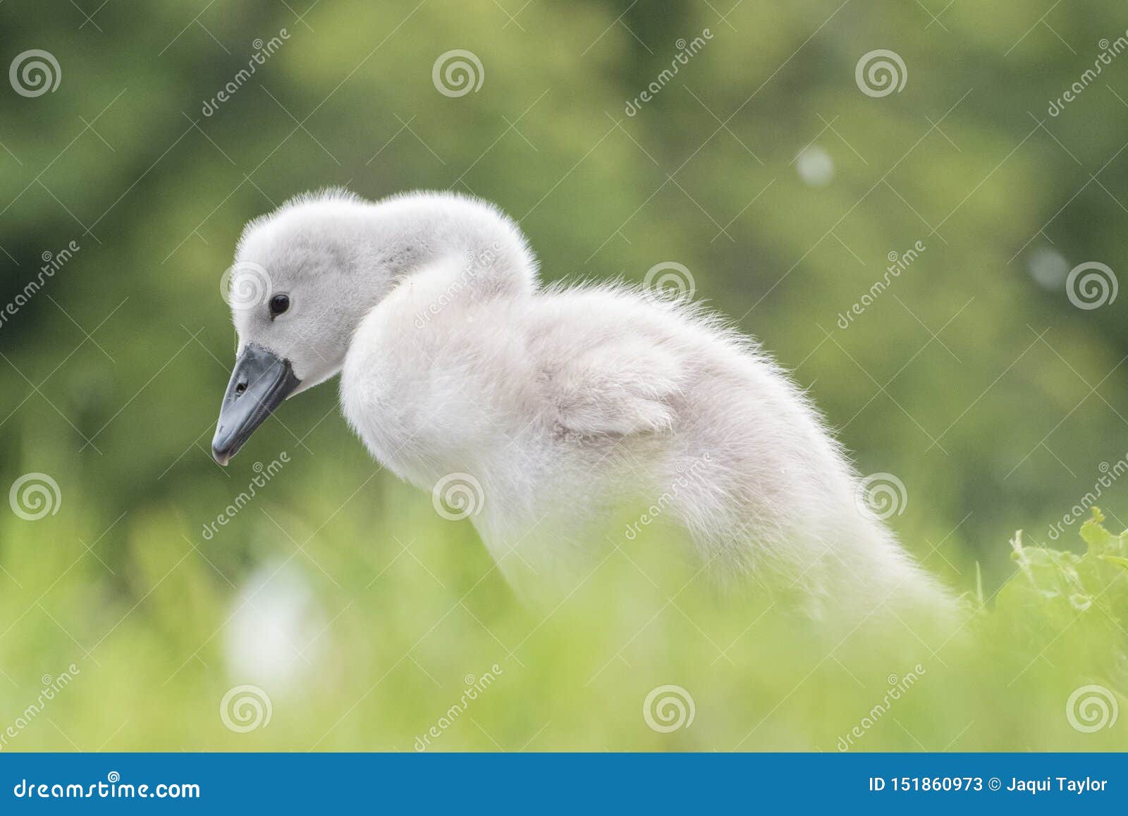 A Cygnet on Southampton Common Stock Image - Image of small, bird ...