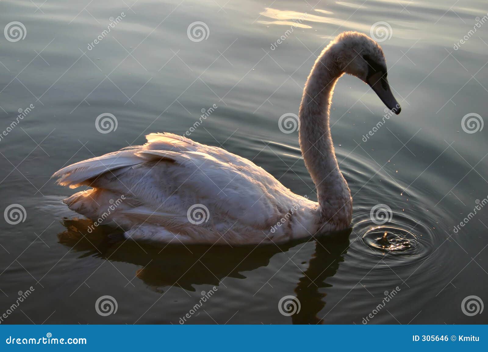 Cygnet in sunset light stock photo. Image of mirror, light - 305646