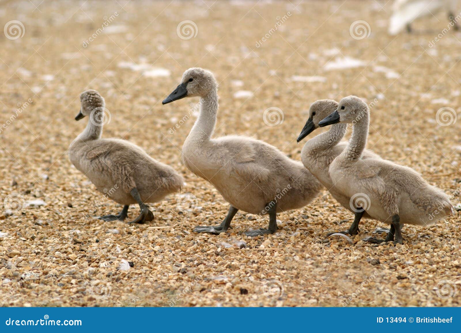 Cygnets stock photo. Image of swanning, cygnus, nesting - 13494