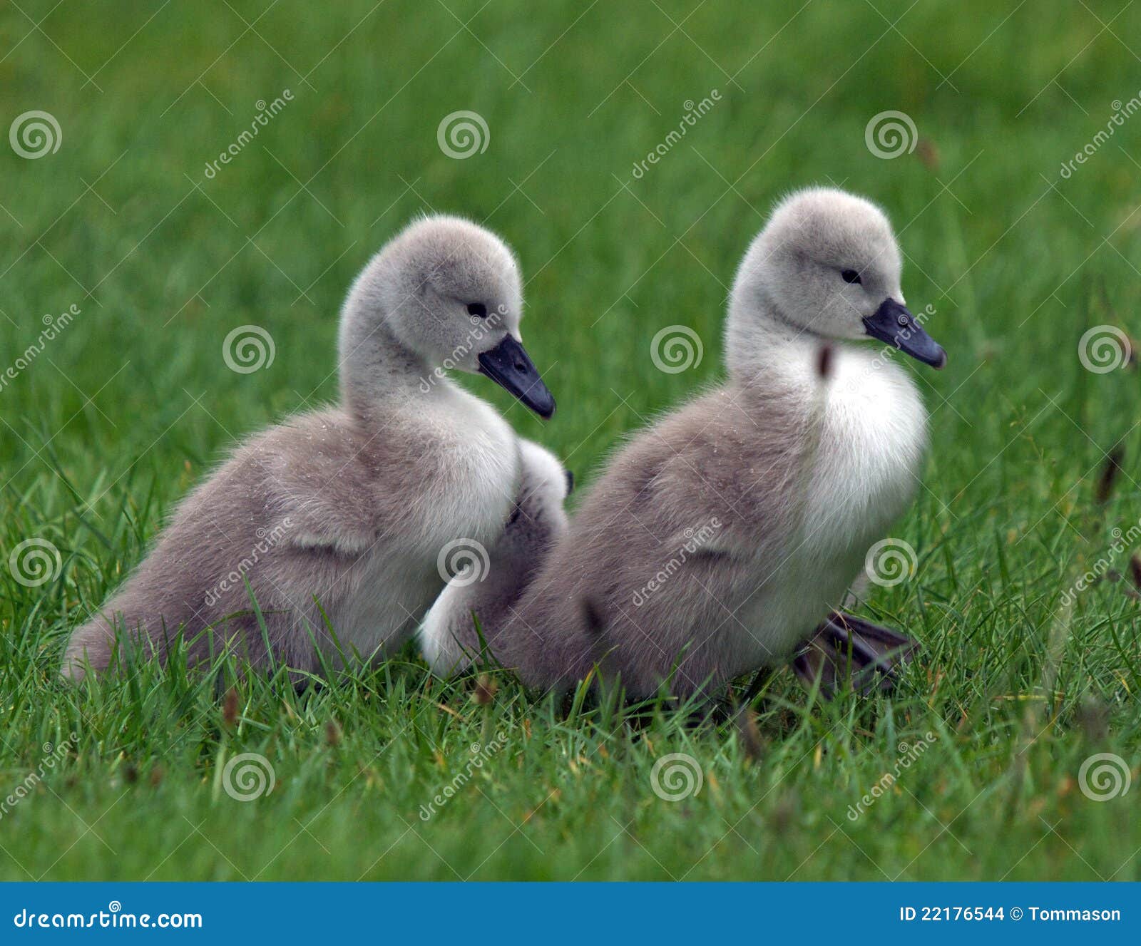 Cygnets stock photo. Image of nature, young, cygnets - 22176544