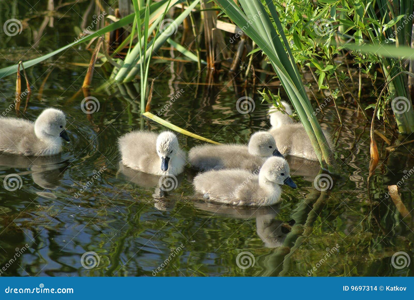 Cygnets stock photo. Image of mirror, follow, group, cygnet - 9697314