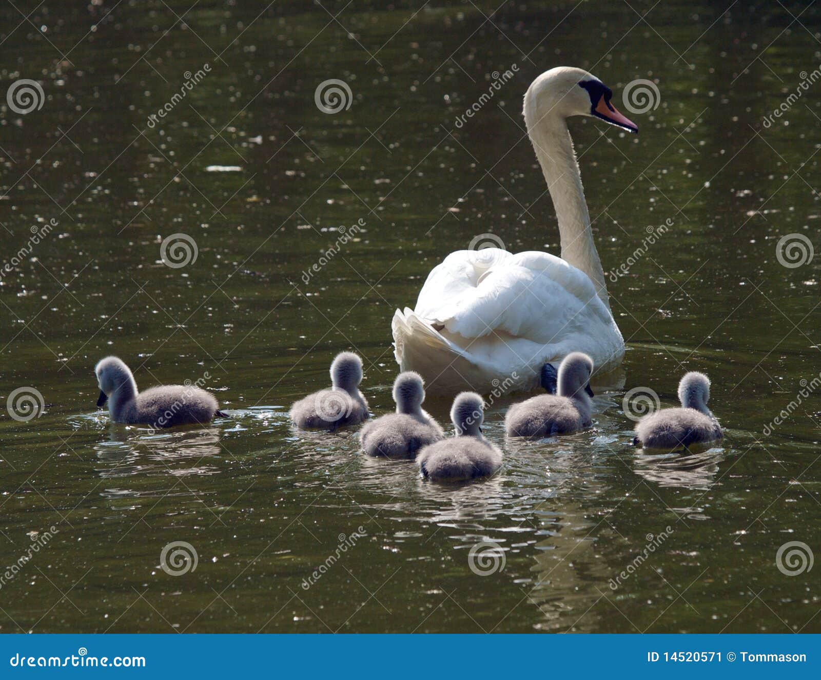Cygnets with mother stock image. Image of lake, wildfowl - 14520571