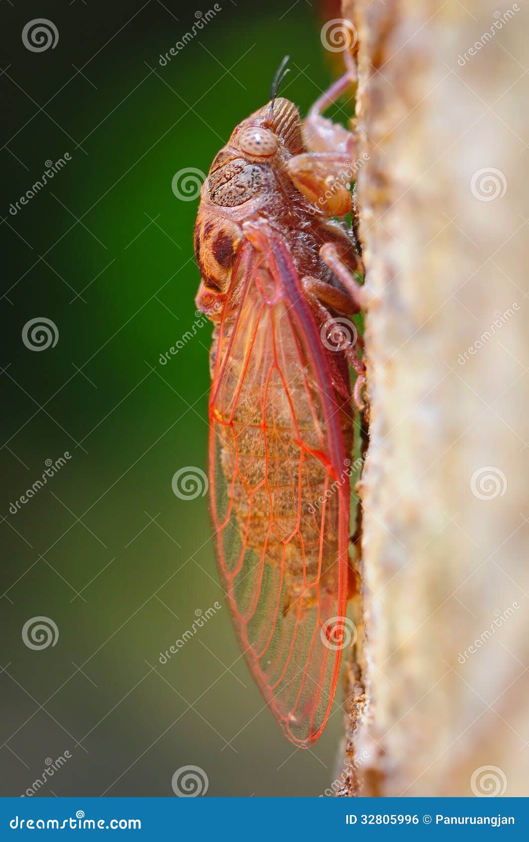 Cykada zdjęcie stock. Obraz złożonej z mały, tło, sheela - 32805996