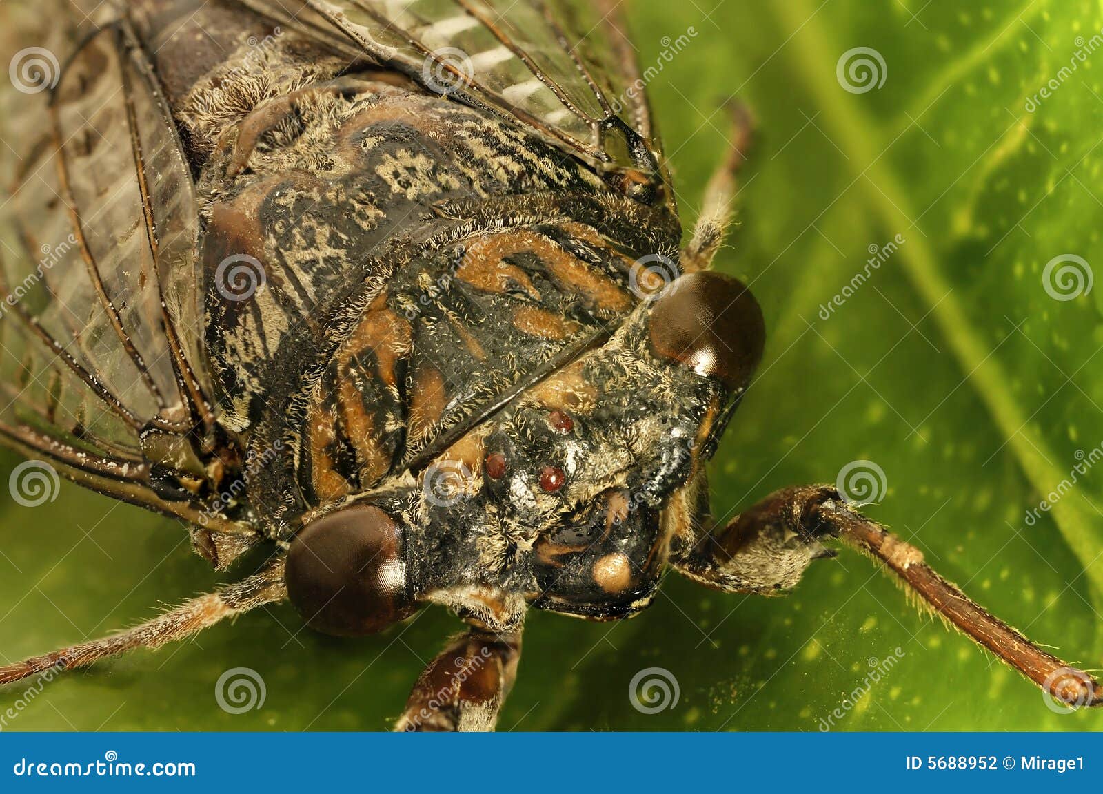 Cykada zdjęcie stock. Obraz złożonej z cykada, komarnica - 5688952