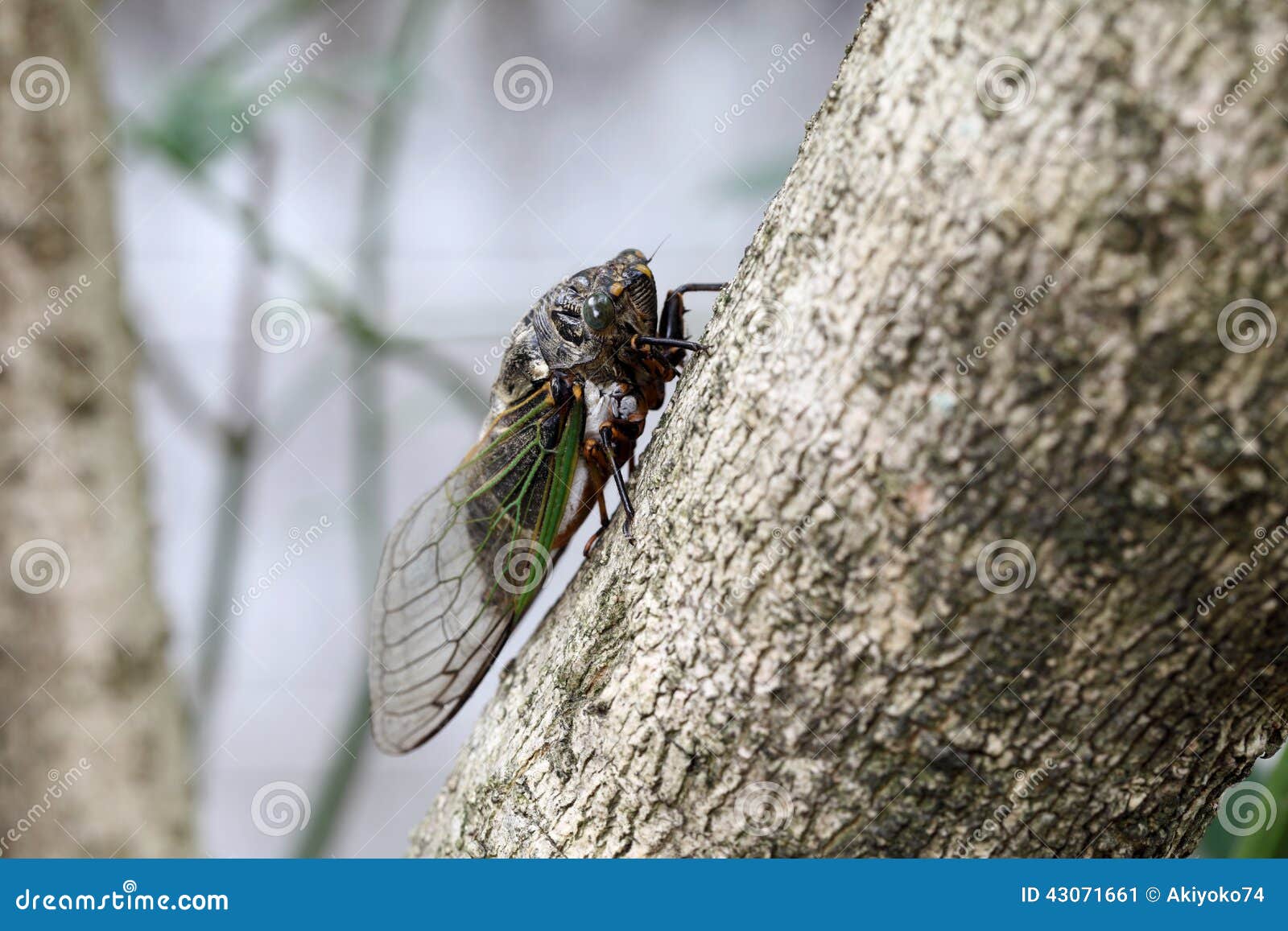 Cykada trzyma dalej drzewa obraz stock. Obraz złożonej z tło - 43071661