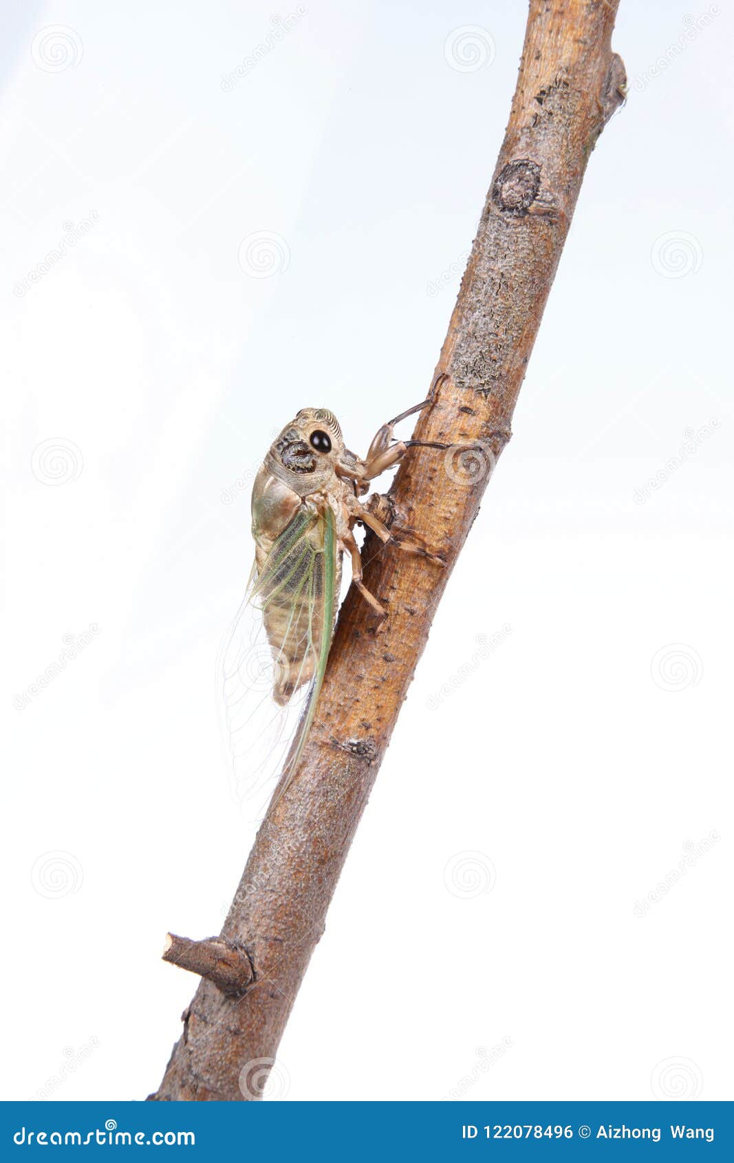 Cykady larwa zdjęcie stock. Obraz złożonej z tło, naturalny - 122078496