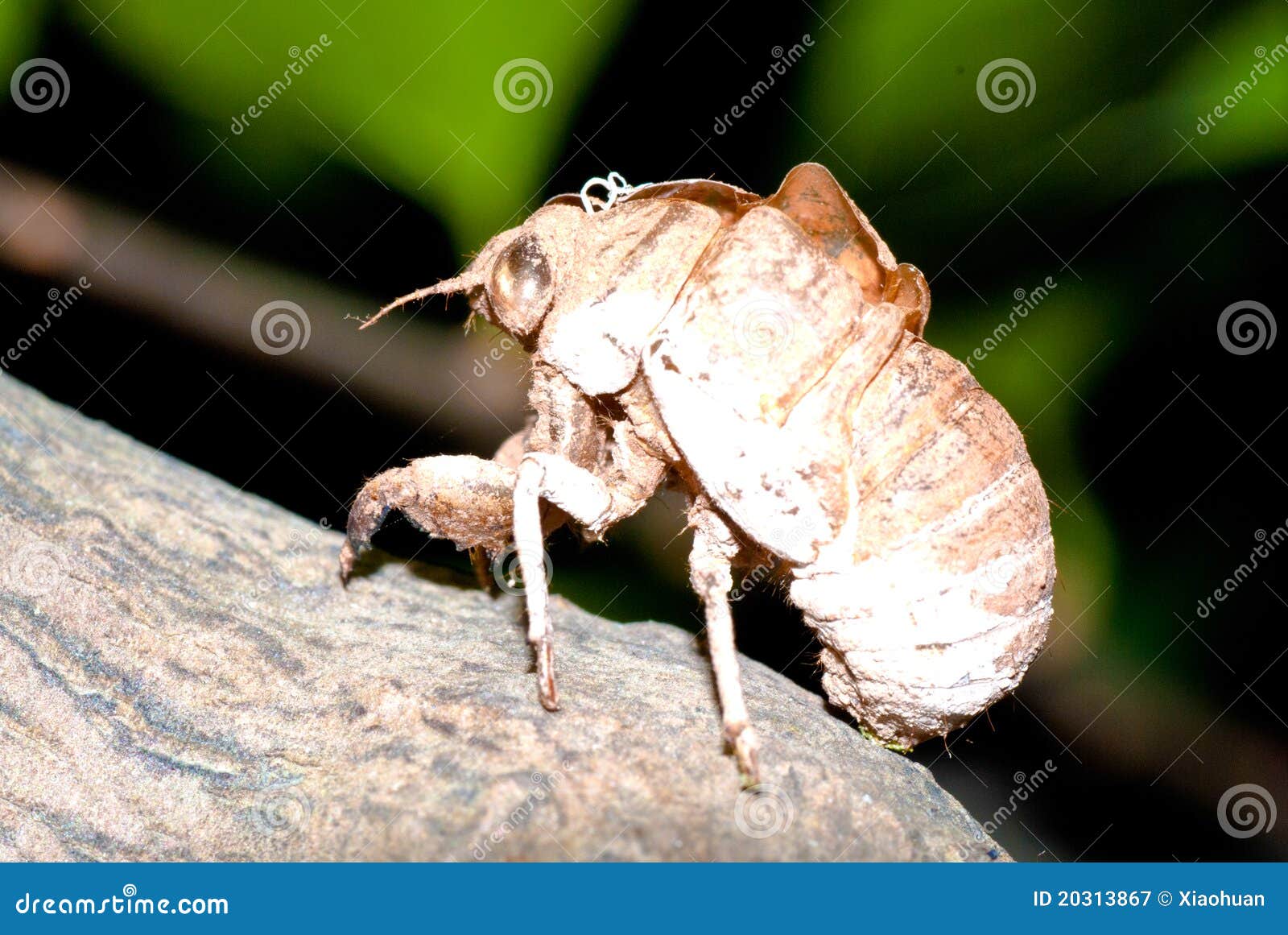 Cykady slough obraz stock. Obraz złożonej z ziołowy, dorosły - 20313867