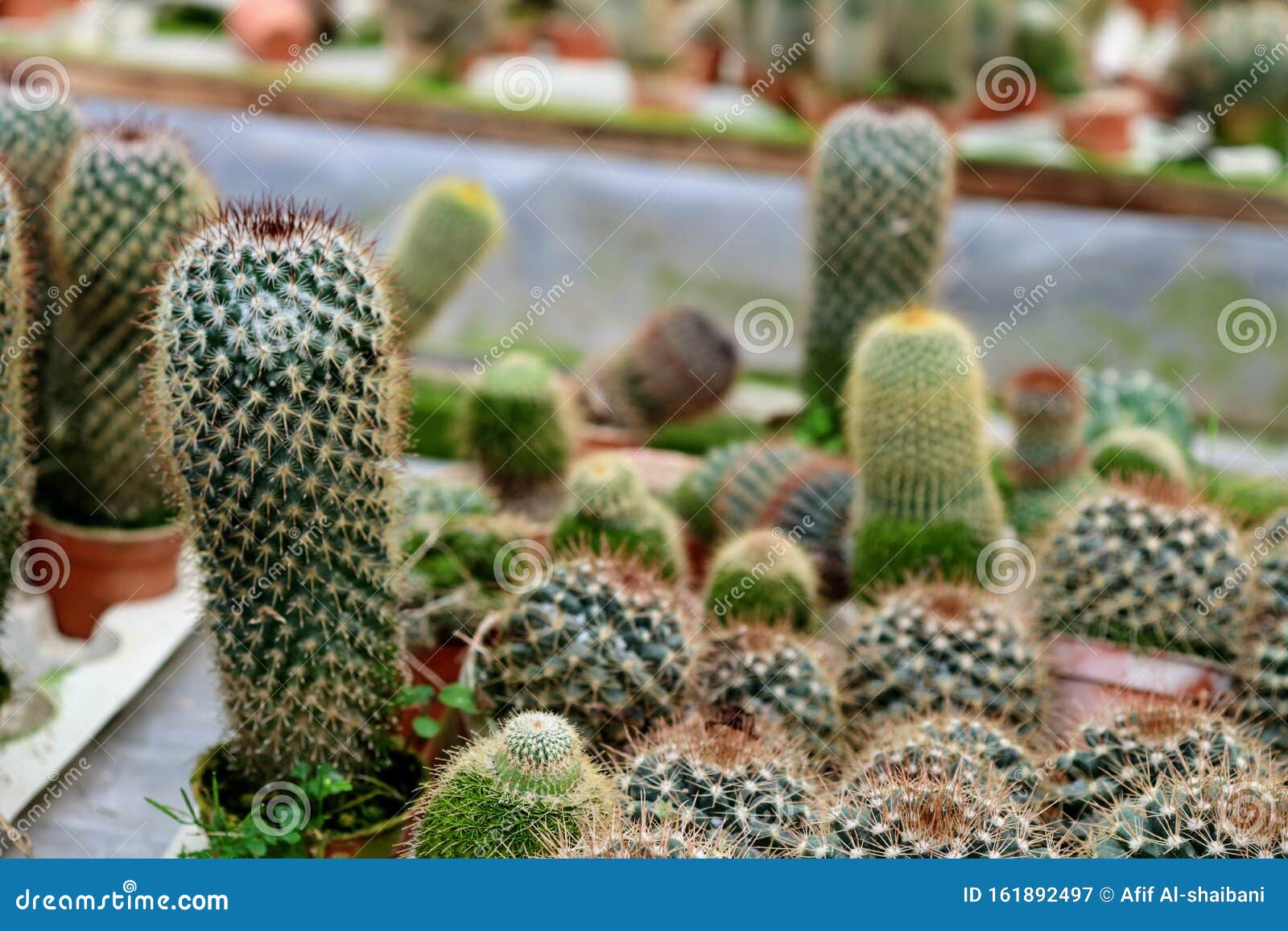 Cylinder shape cactus 4 stock image. Image of cylinder - 161892497
