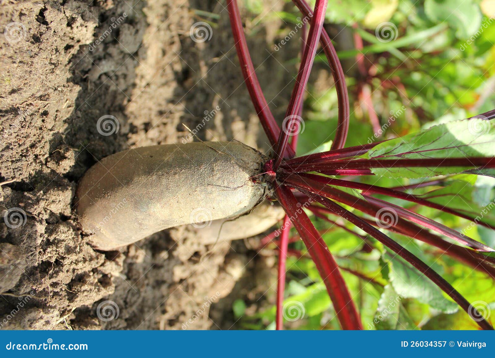 Cylindrical beets stock image. Image of root, beetroot - 26034357