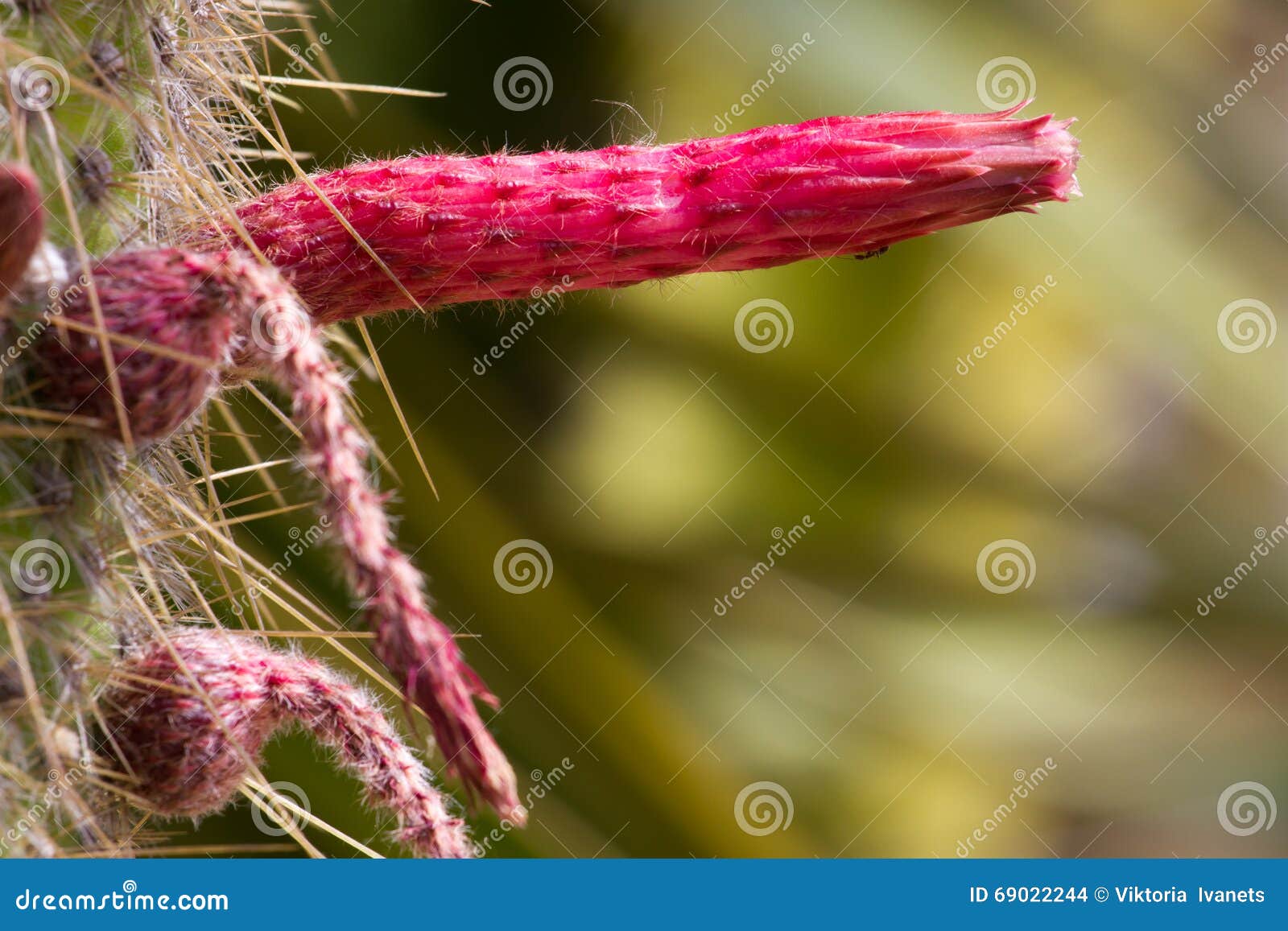 Cylindrical Cactus Forms Flower in the Shape of Penis. Cereus Cactus ...