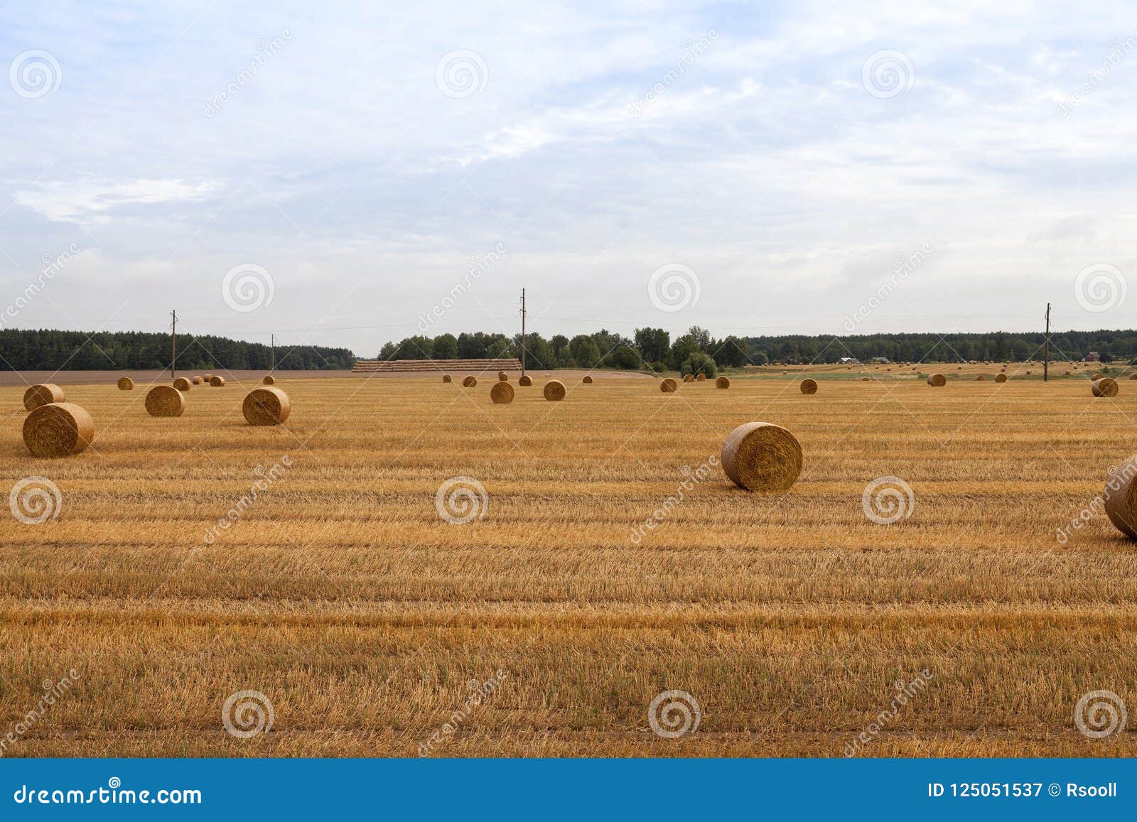 Cylindrical Shape of Straw Stacks Stock Image - Image of bundle, autumn ...