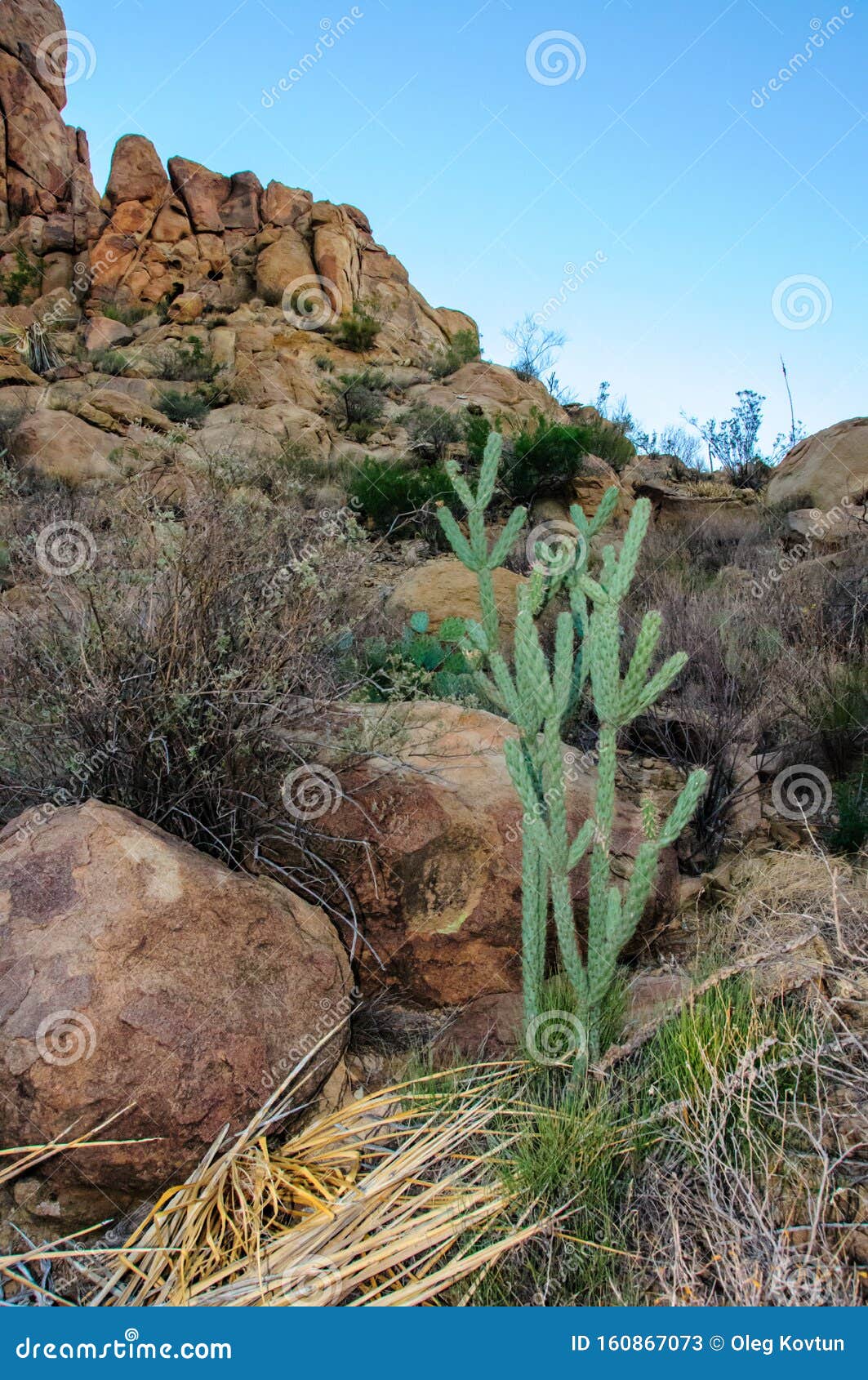 Cylindropuntia Imbricata, or Opuntia Imbricata. Tree Cholla Stock Image ... Cylindropuntia Imbricata, or Opuntia Imbricata. Tree Cholla Stock Image ...
