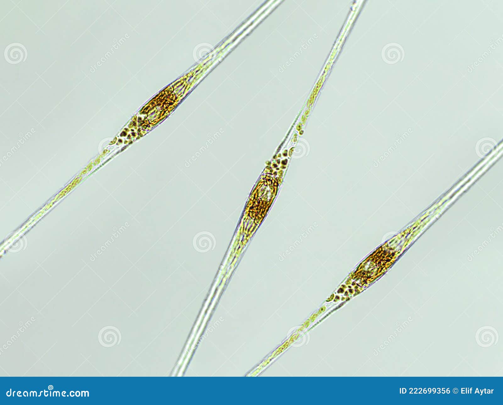Cylindrotheca Sp. Algae Under Microscopic View, Diatoms Stock Photo ...