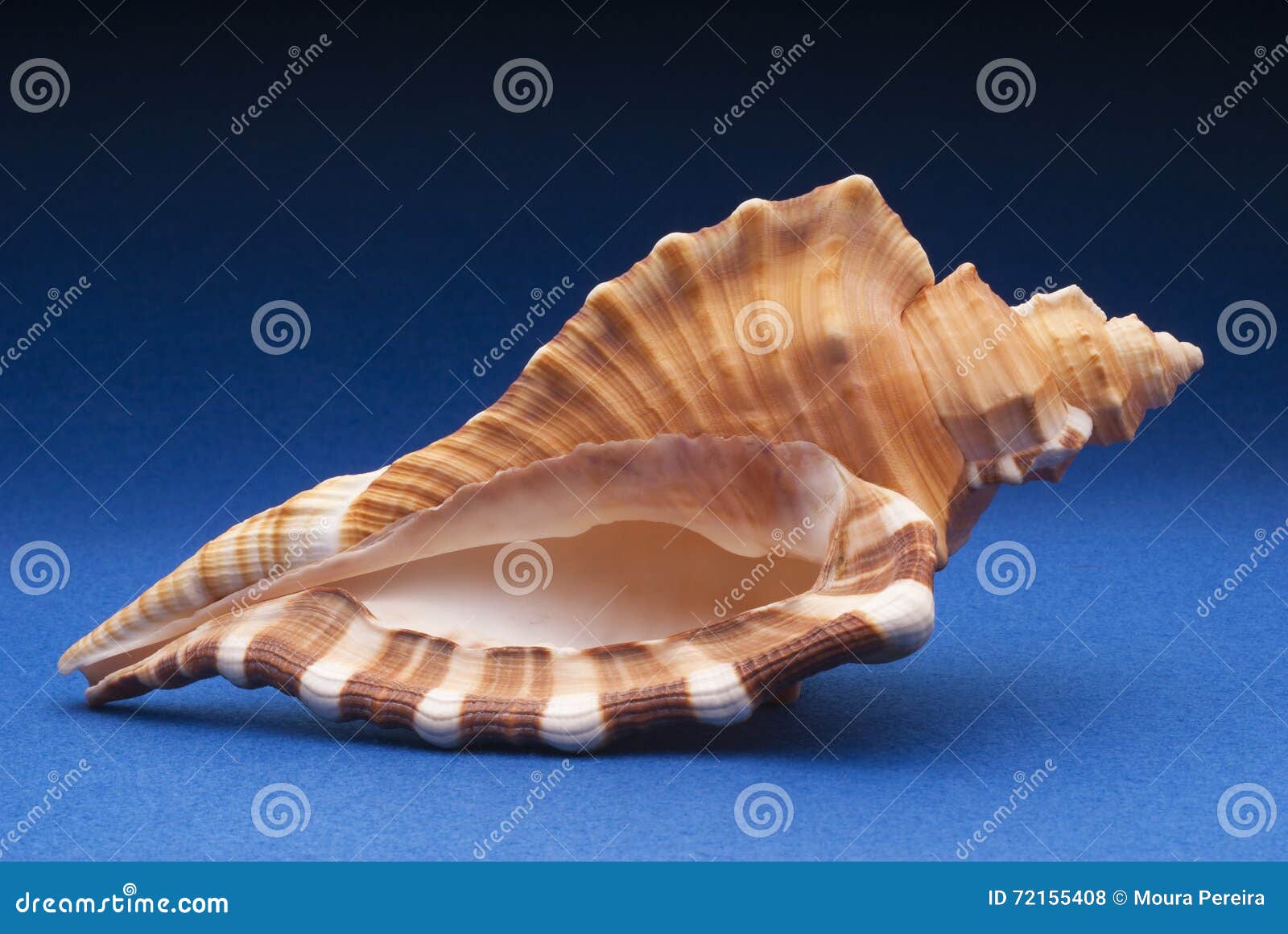 Cymatium raderi shell stock photo. Image of decoration - 72155408