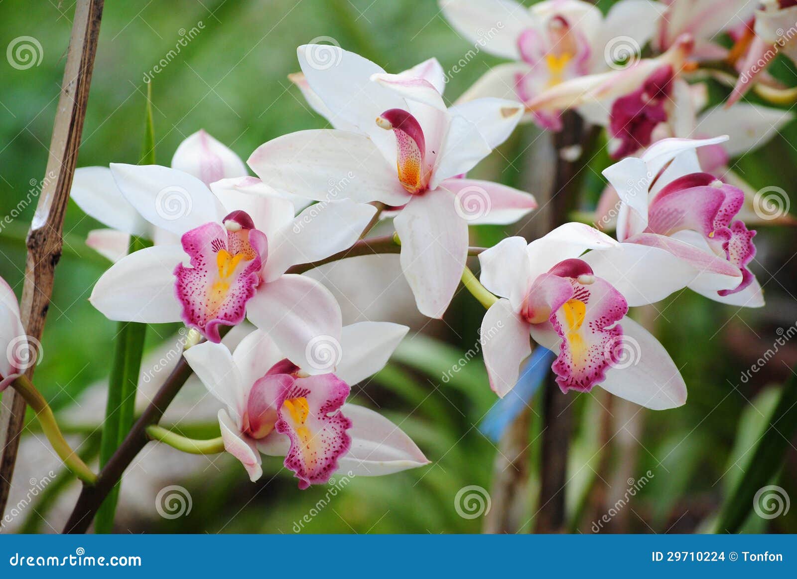 Cymbidium insigne stock photo. Image of fresh, petal - 29710224