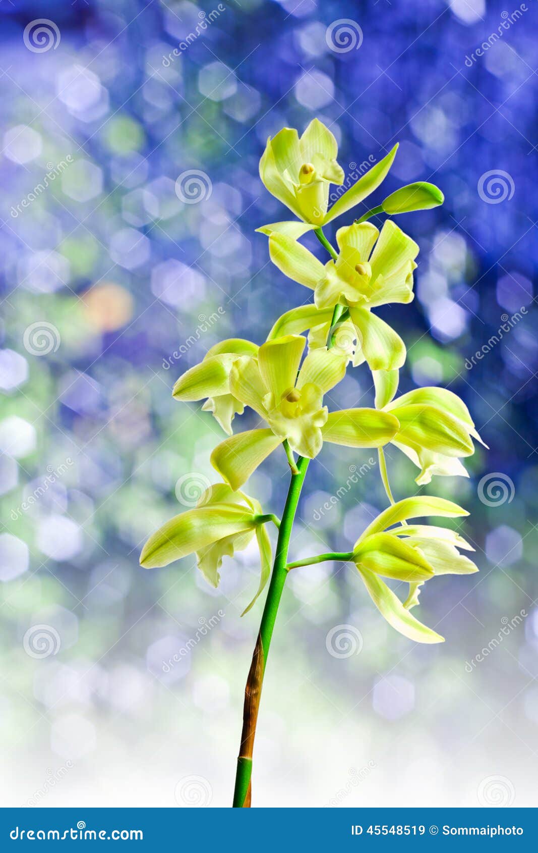 Cymbidium orchid stock image. Image of tropical, white - 45548519