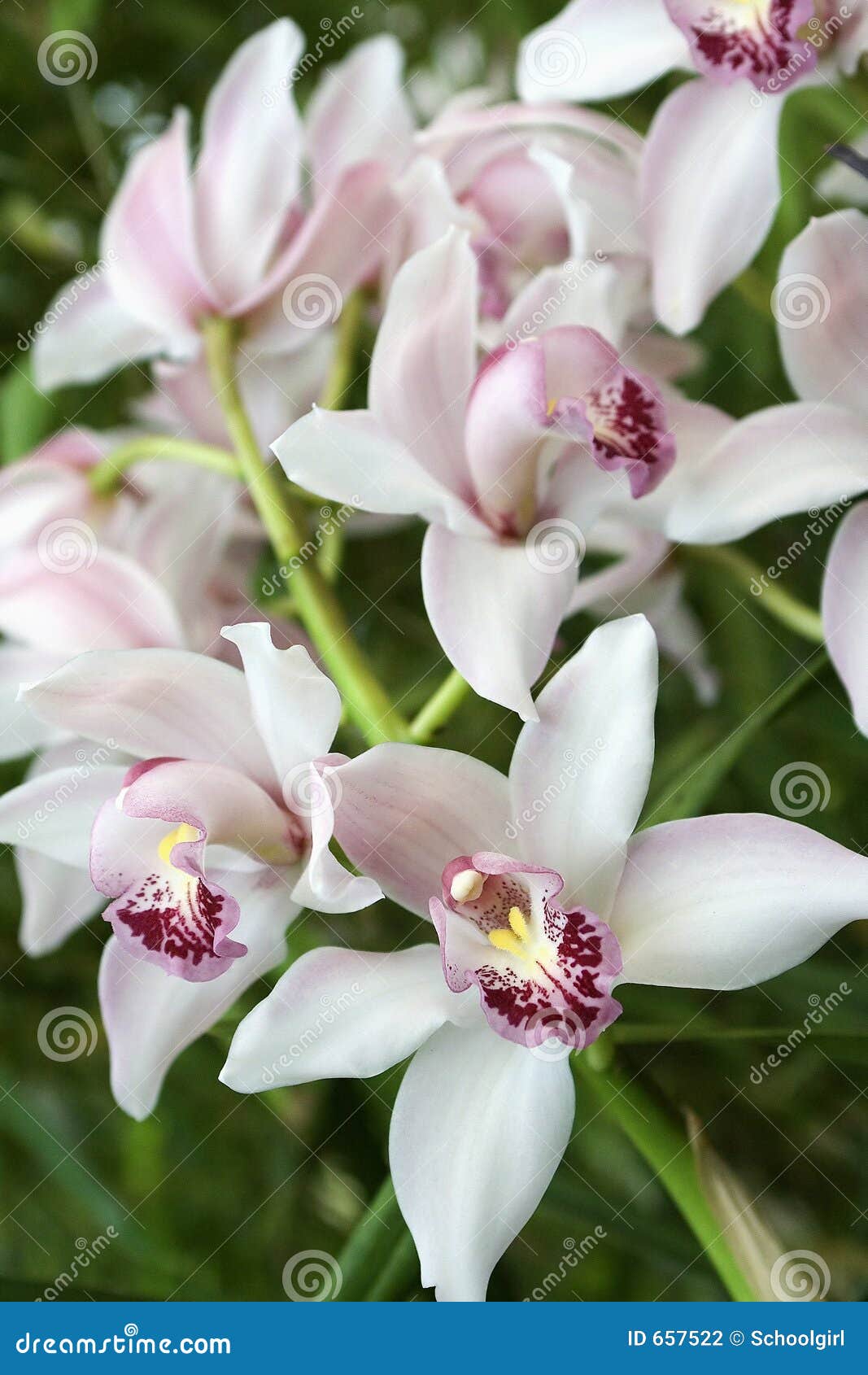 Cymbidium, orchidea fotografia stock. Immagine di asia - 657522