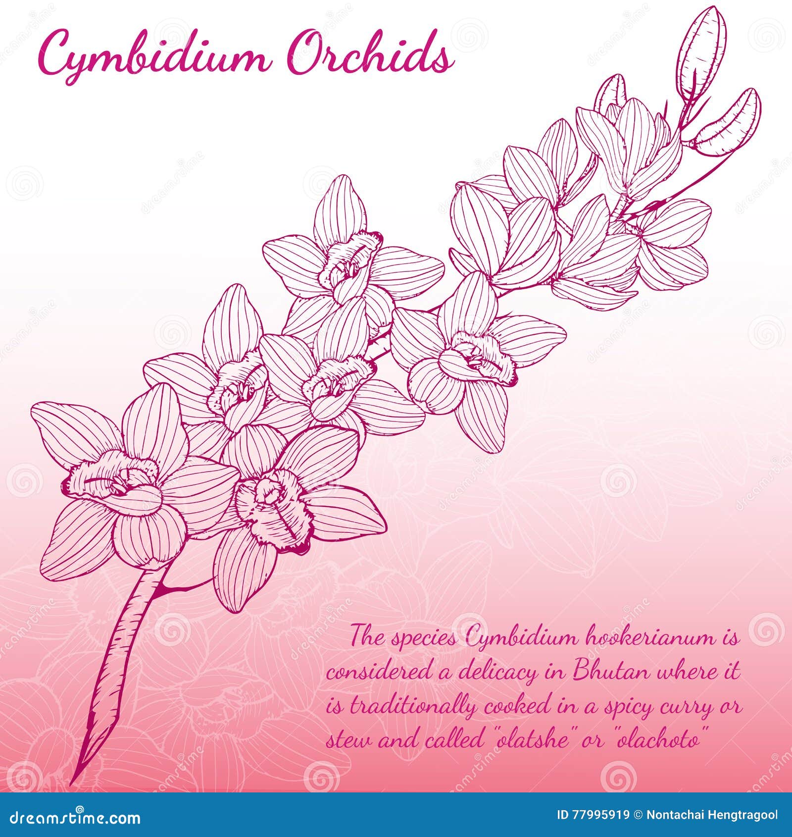 Cymbidium Orchids Card By Hand Drawing. Cartoon Vector | CartoonDealer ...