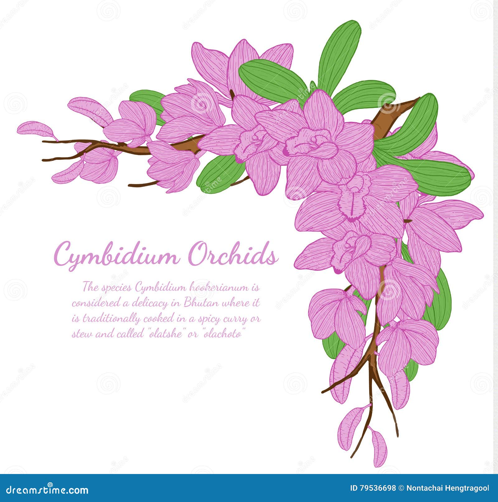 Cymbidium Orchids Card by Hand Drawing. Stock Vector - Illustration of ...