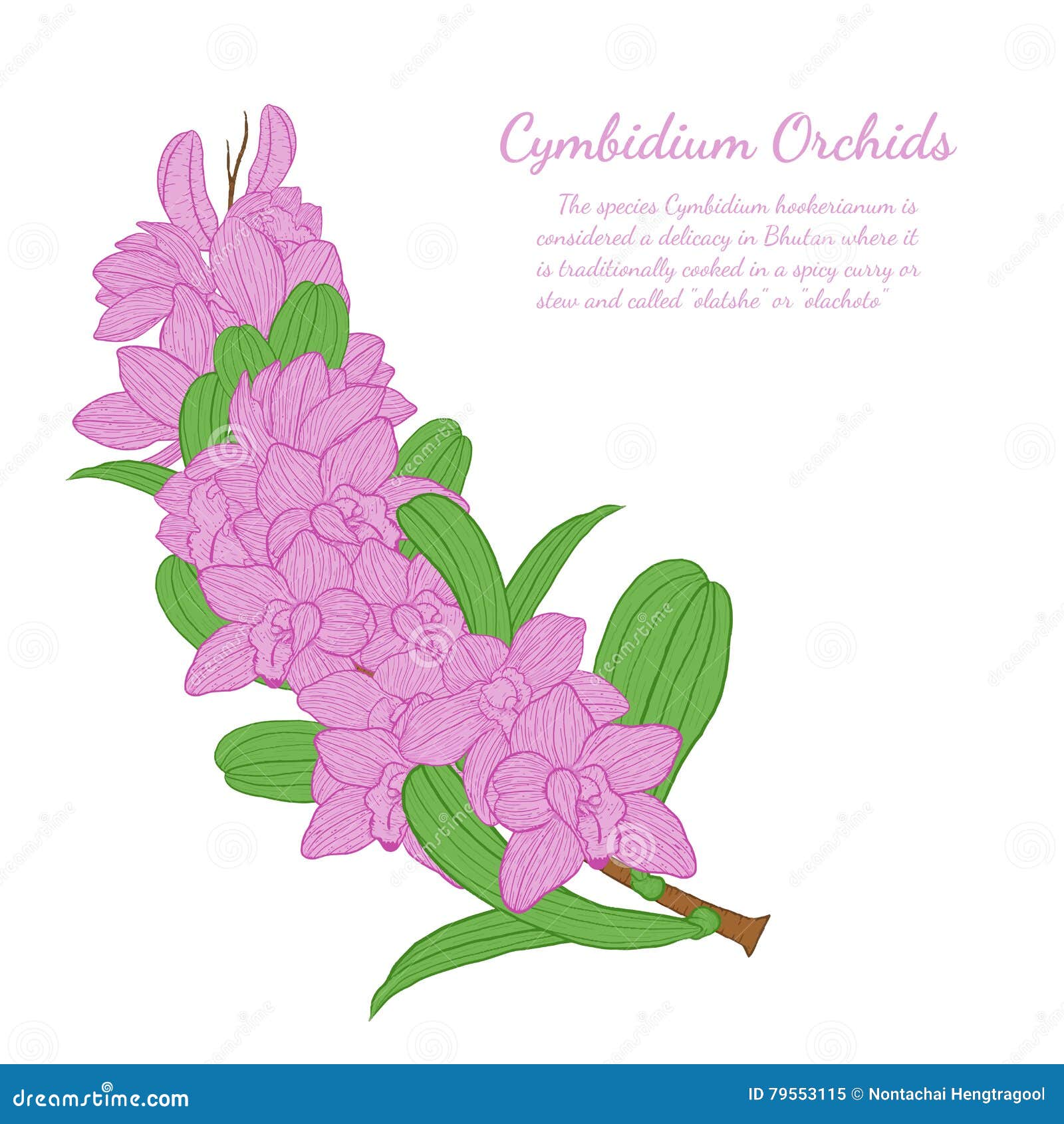 Cymbidium Orchids Card by Hand Drawing. Stock Vector - Illustration of ...