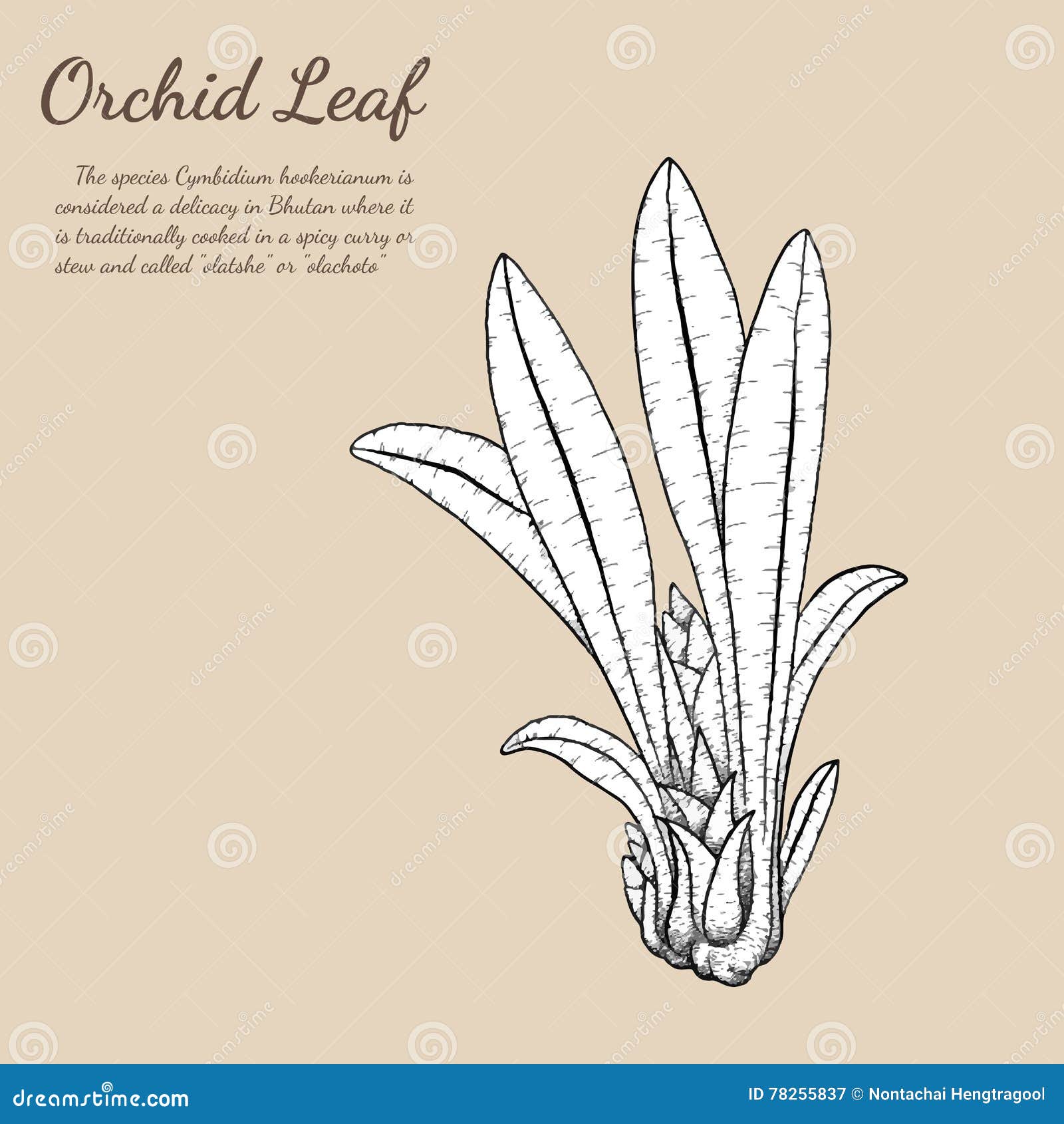 Cymbidium Orchids Set By Hand Drawing. Vector Illustration ...