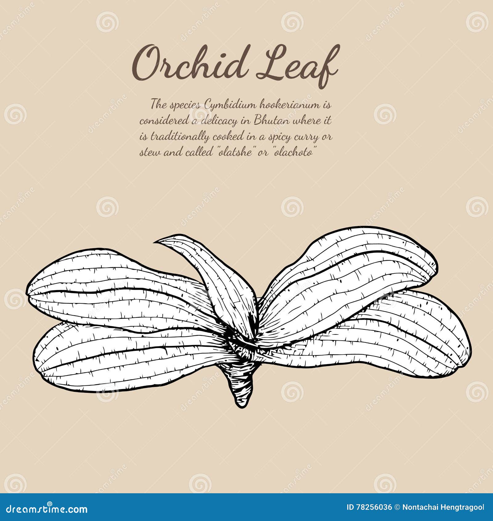 Cymbidium Orchids Leaf by Hand Drawing. Stock Vector - Illustration of ...