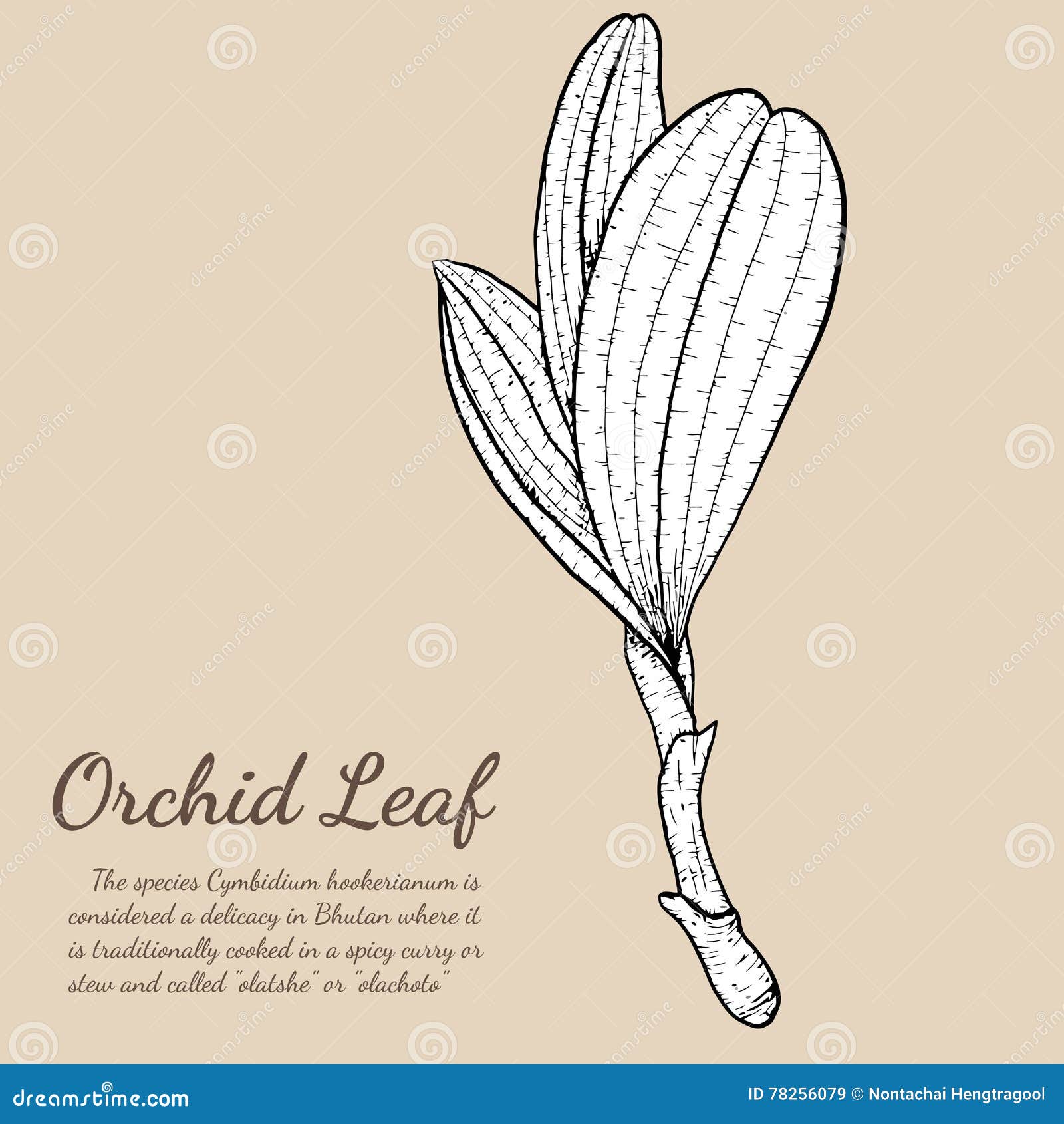 Cymbidium Orchids Set By Hand Drawing. Vector Illustration ...