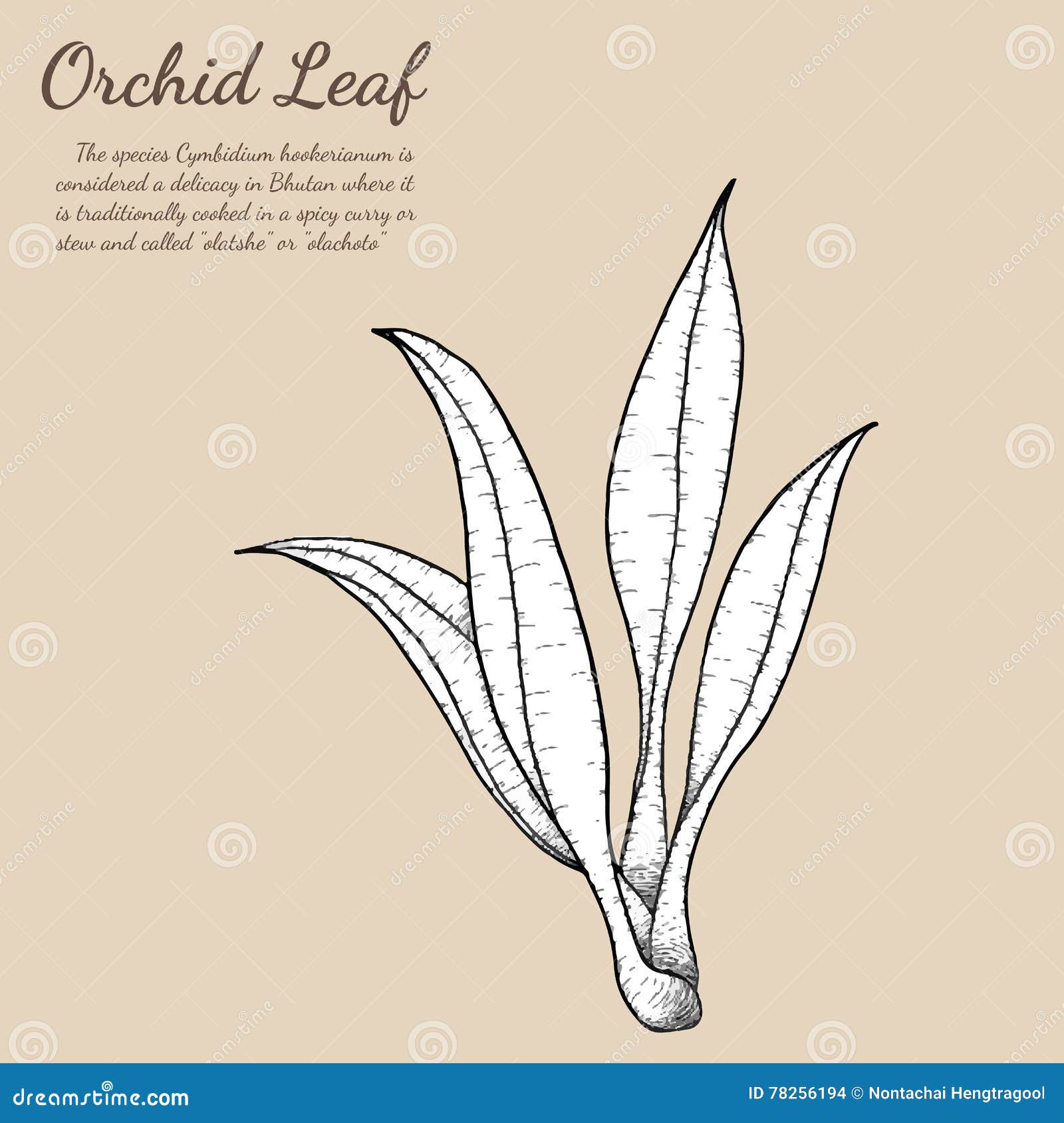Cymbidium Orchids Set By Hand Drawing. Vector Illustration ...
