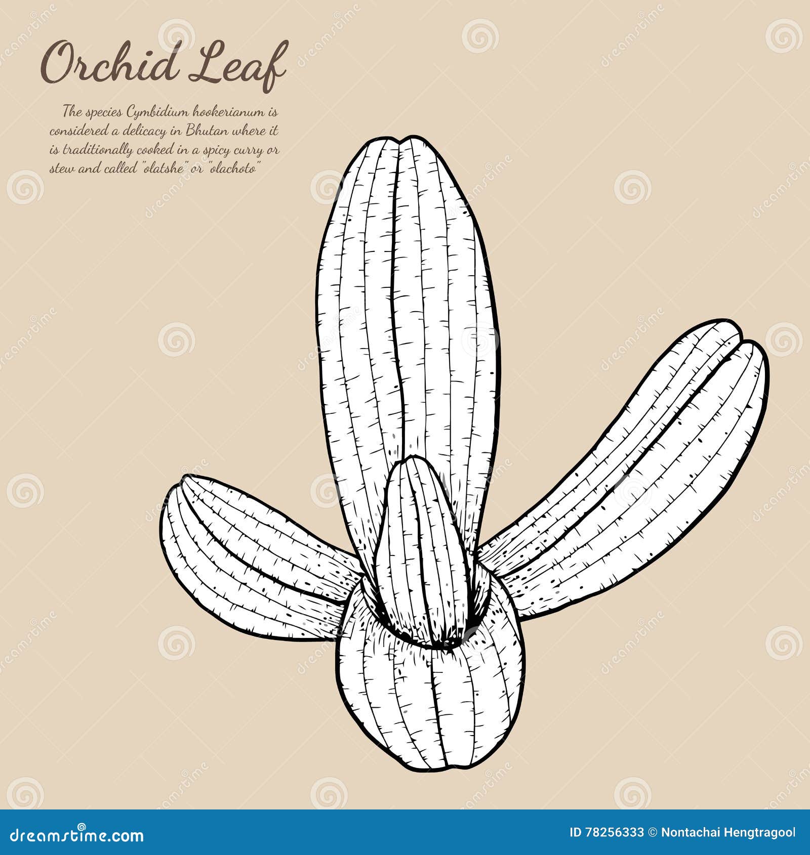 Cymbidium Orchids Leaf by Hand Drawing. Stock Vector - Illustration of ...