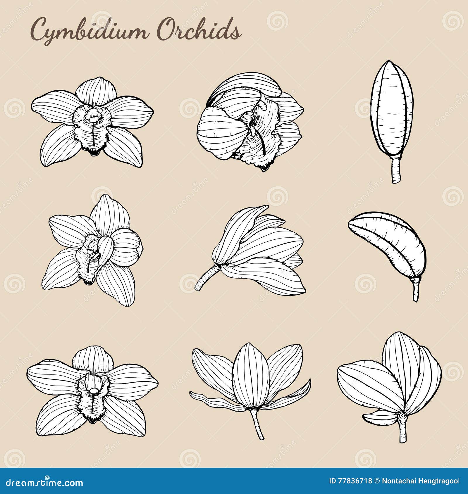 Cymbidium Orchids Card By Hand Drawing Cartoon Vector | CartoonDealer ...