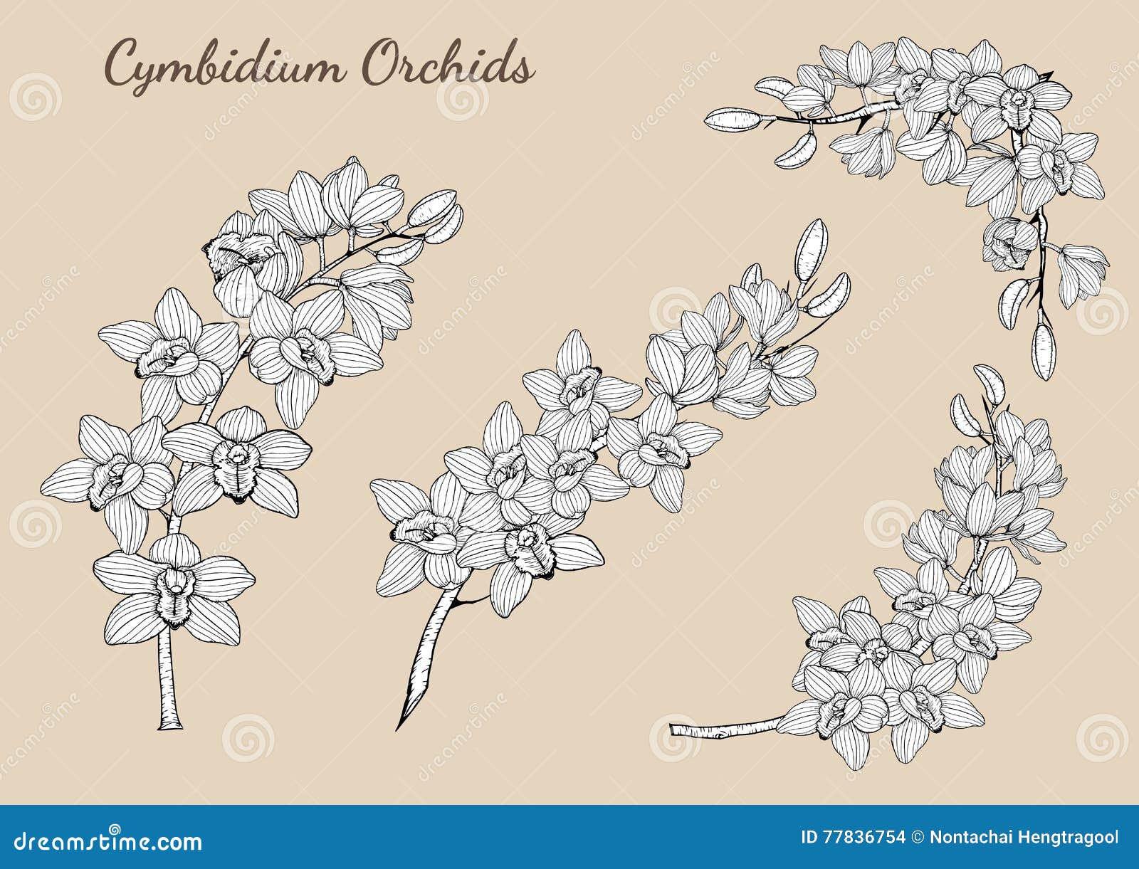 Cymbidium Orchids Set by Hand Drawing. Stock Vector - Illustration of ...