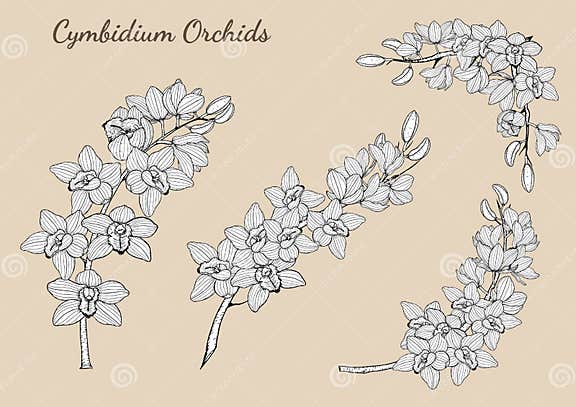 Cymbidium Orchids Set by Hand Drawing. Stock Vector - Illustration of ...