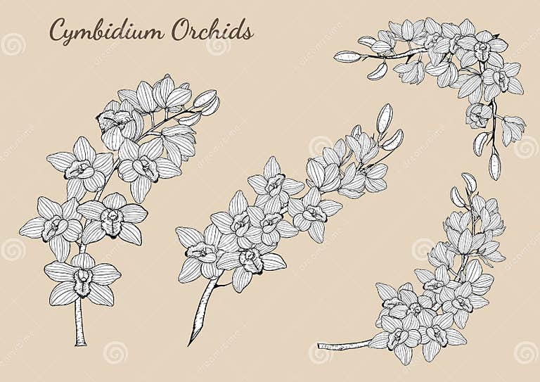 Cymbidium Orchids Set by Hand Drawing. Stock Vector - Illustration of ...