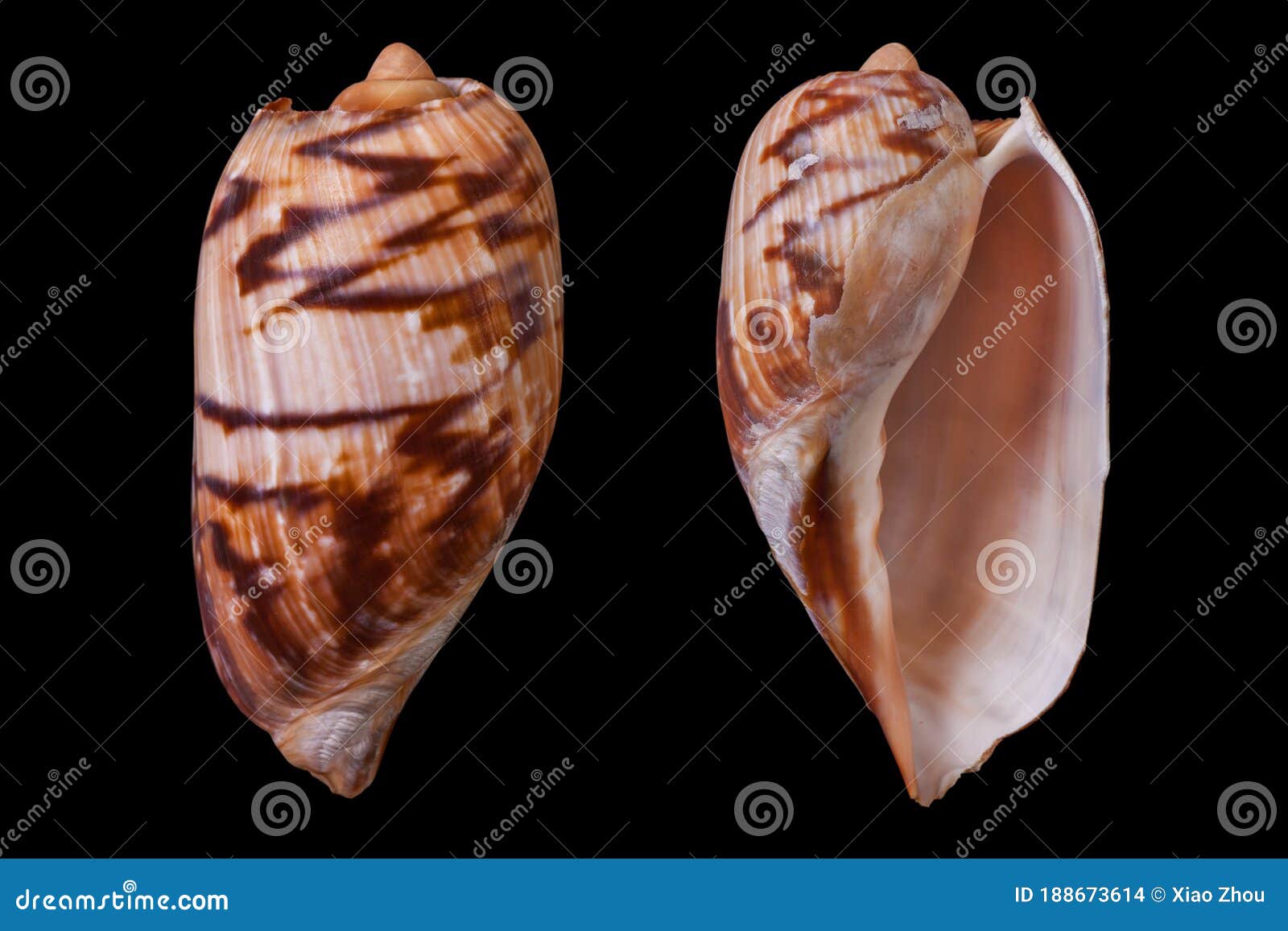 Cymbium Marmoratum Stock Photography | CartoonDealer.com #188673614