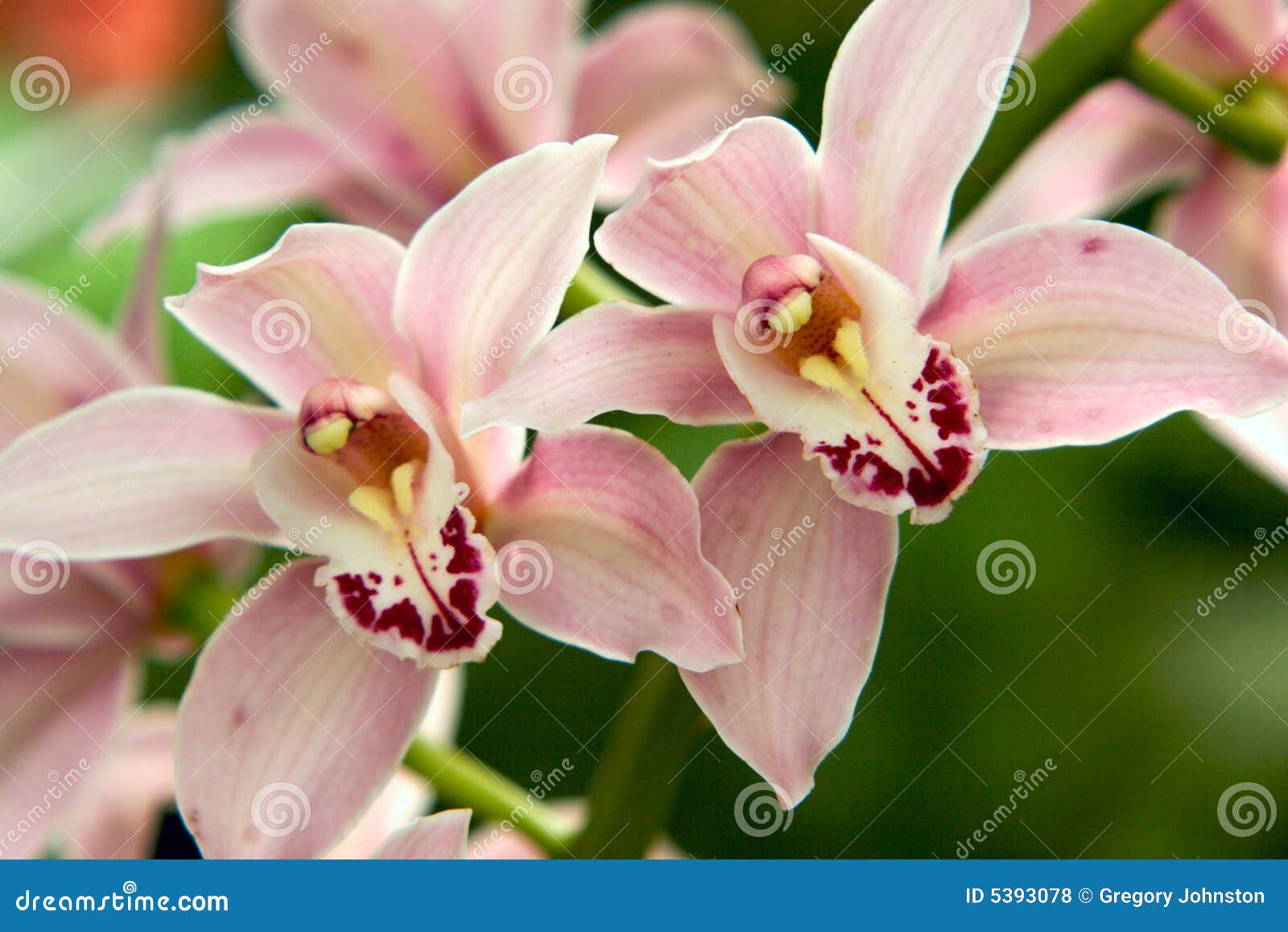 Cymbium Orchids. stock photo. Image of pink, nature, beauty - 5393078