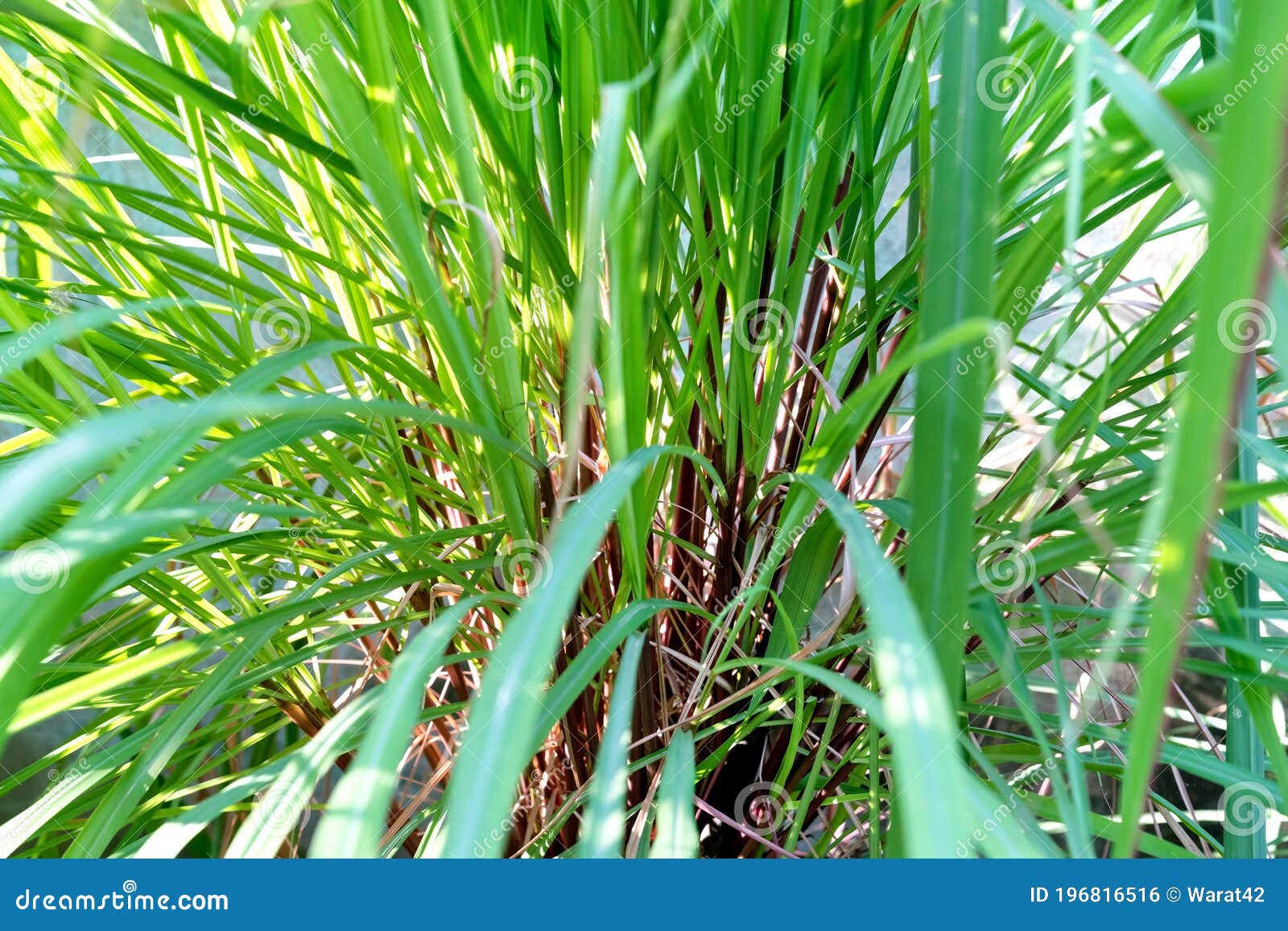 Cymbopogon Nardus in the Garden Stock Photo - Image of soap, natural ...