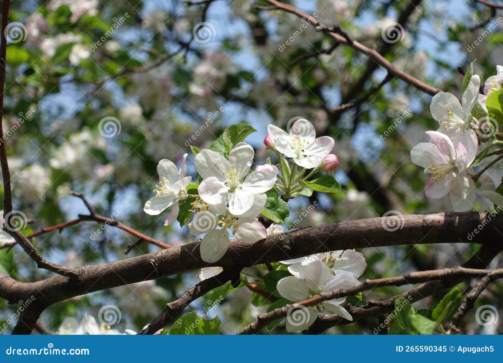 Cyme of Flowers of Apple Tree in April Stock Image - Image of garden ...
