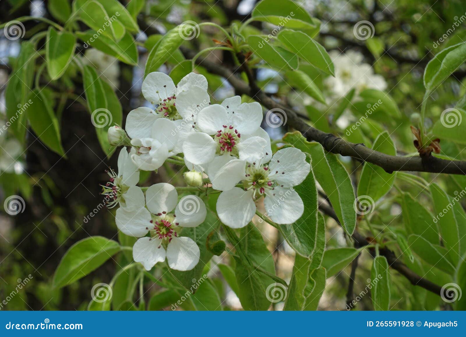 Cymose Inflorescence of Pear in April Stock Photo - Image of beautiful ...